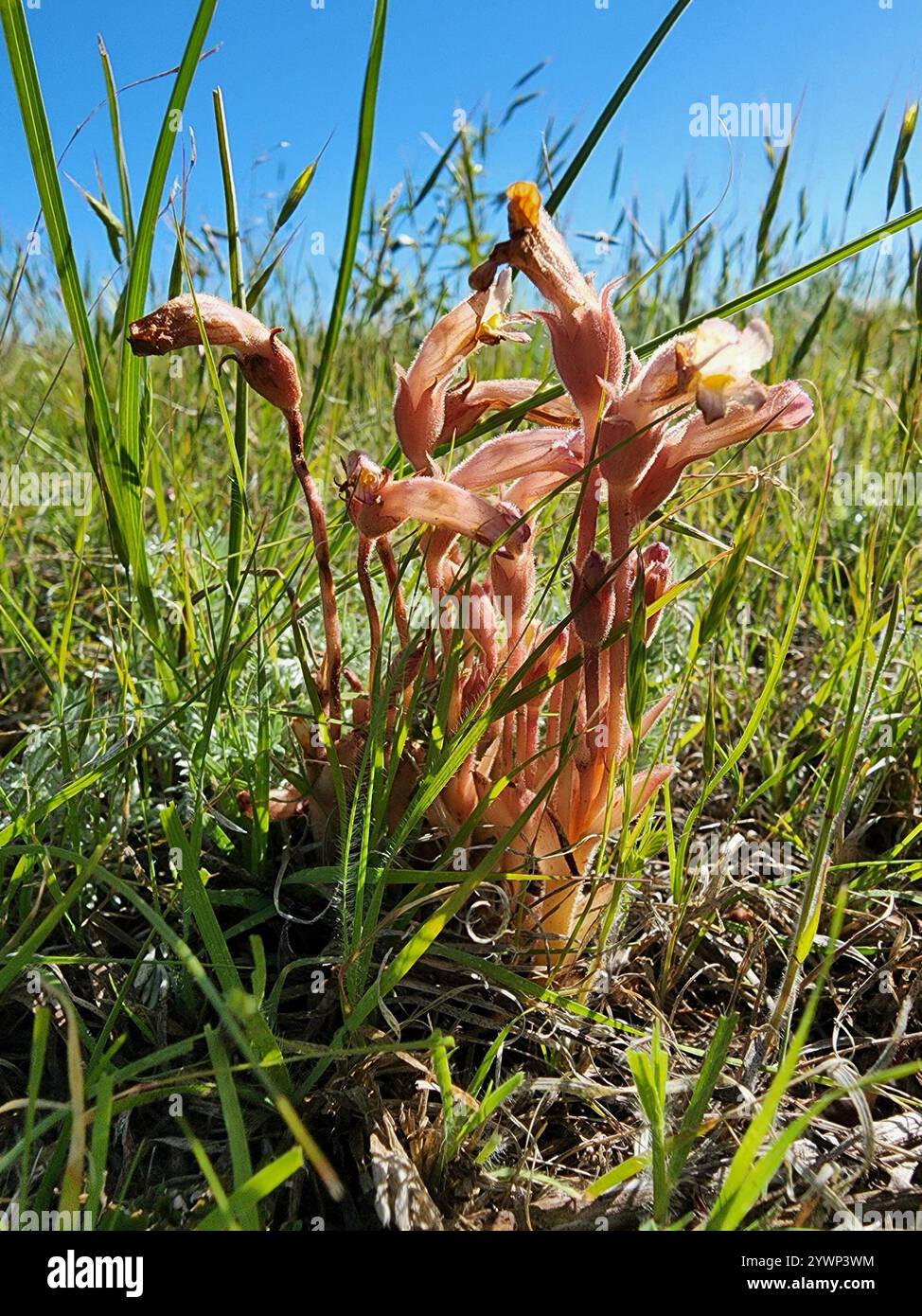 clustered broomrape (Aphyllon fasciculatum Stock Photo - Alamy
