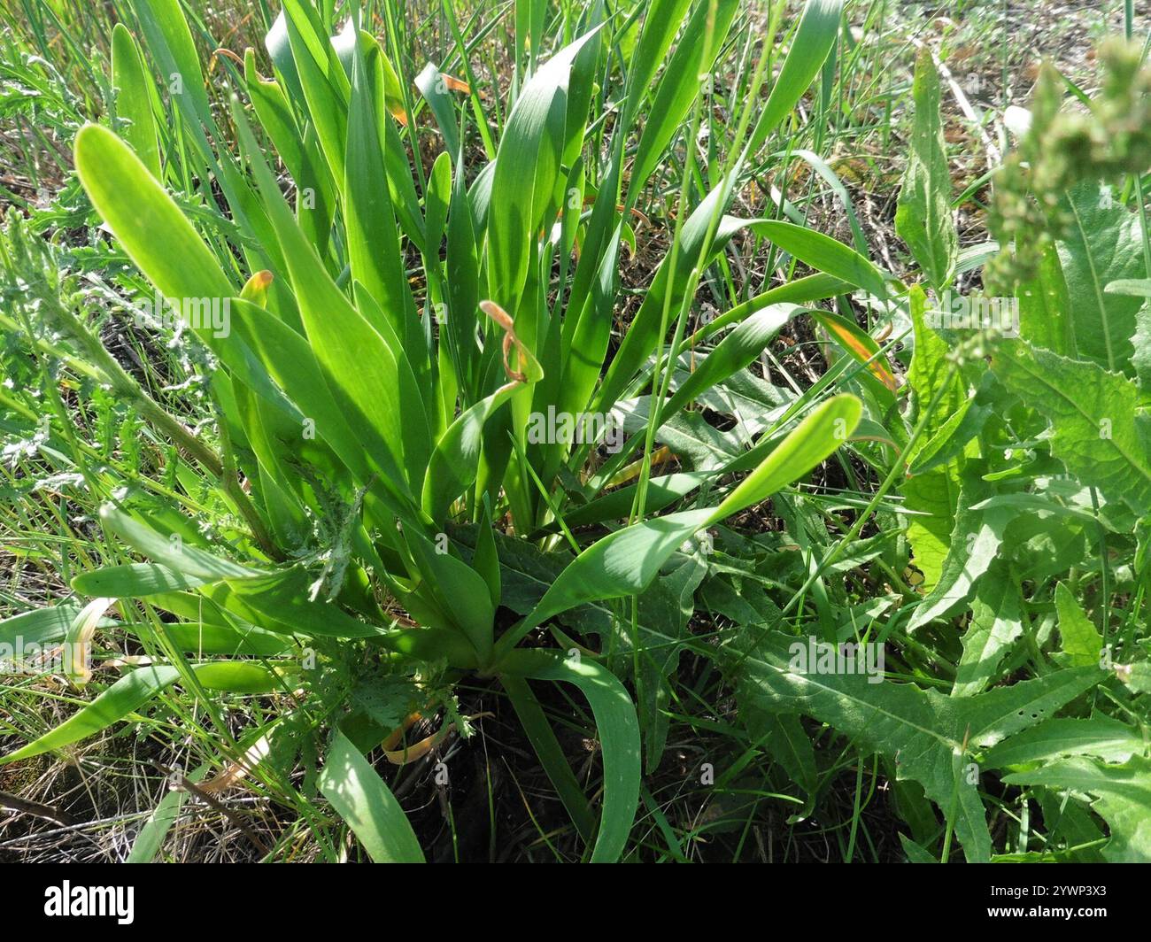 Siberian chives (Allium nutans Stock Photo - Alamy