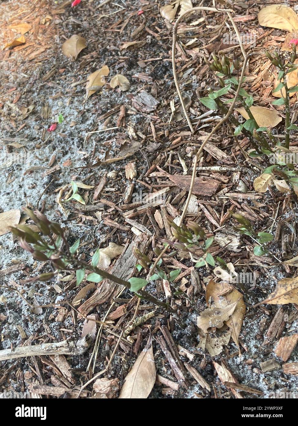 Gentian Noddingcaps (Triphora gentianoides Stock Photo - Alamy