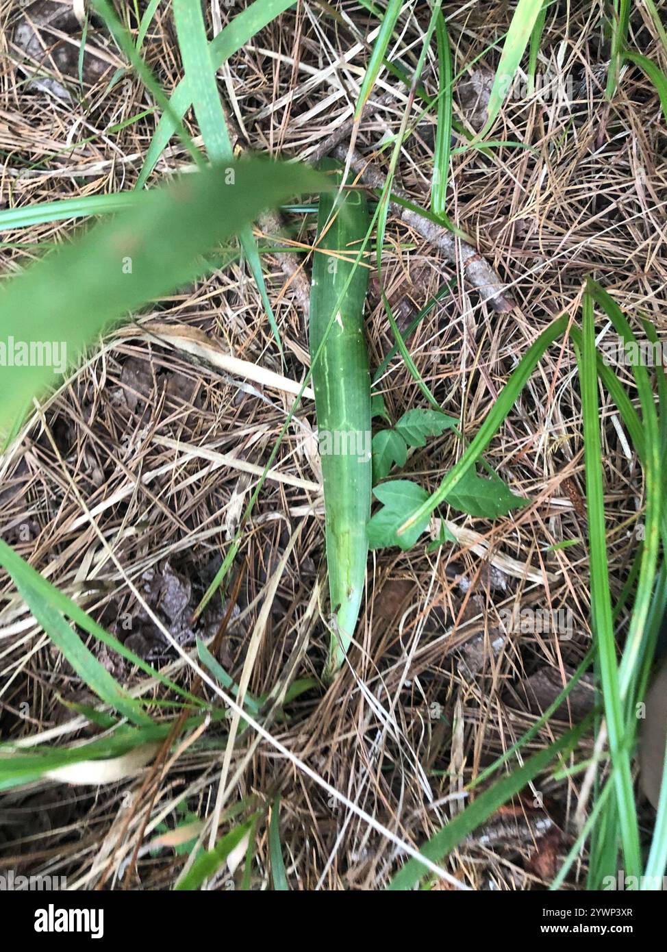 Eastern False Aloe (Manfreda virginica Stock Photo - Alamy