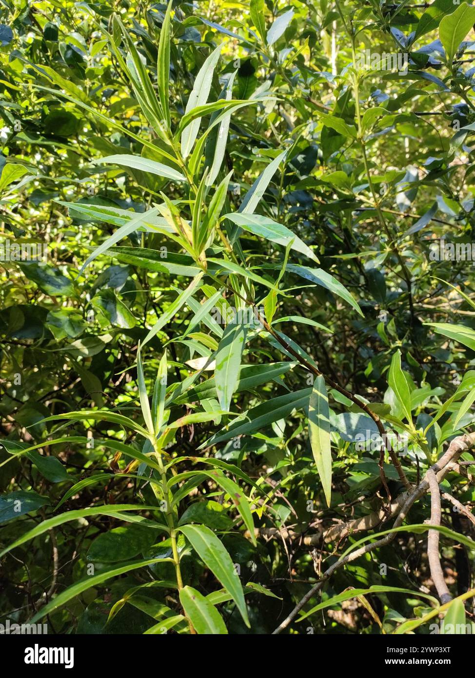 koromiko (Veronica salicifolia Stock Photo - Alamy
