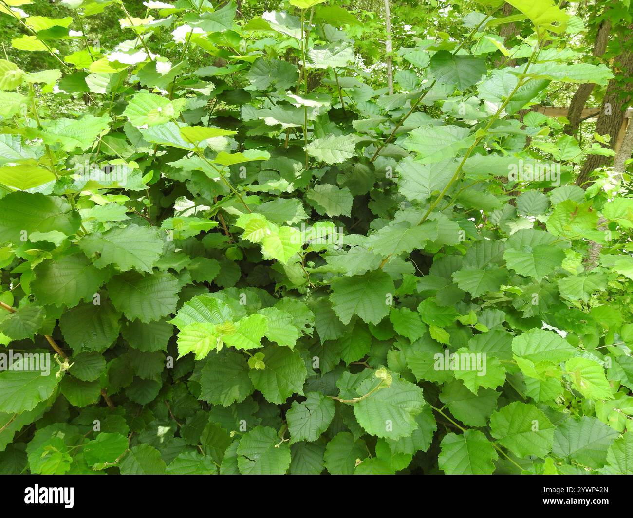 American hazelnut (corylus americana) hi-res stock photography and ...