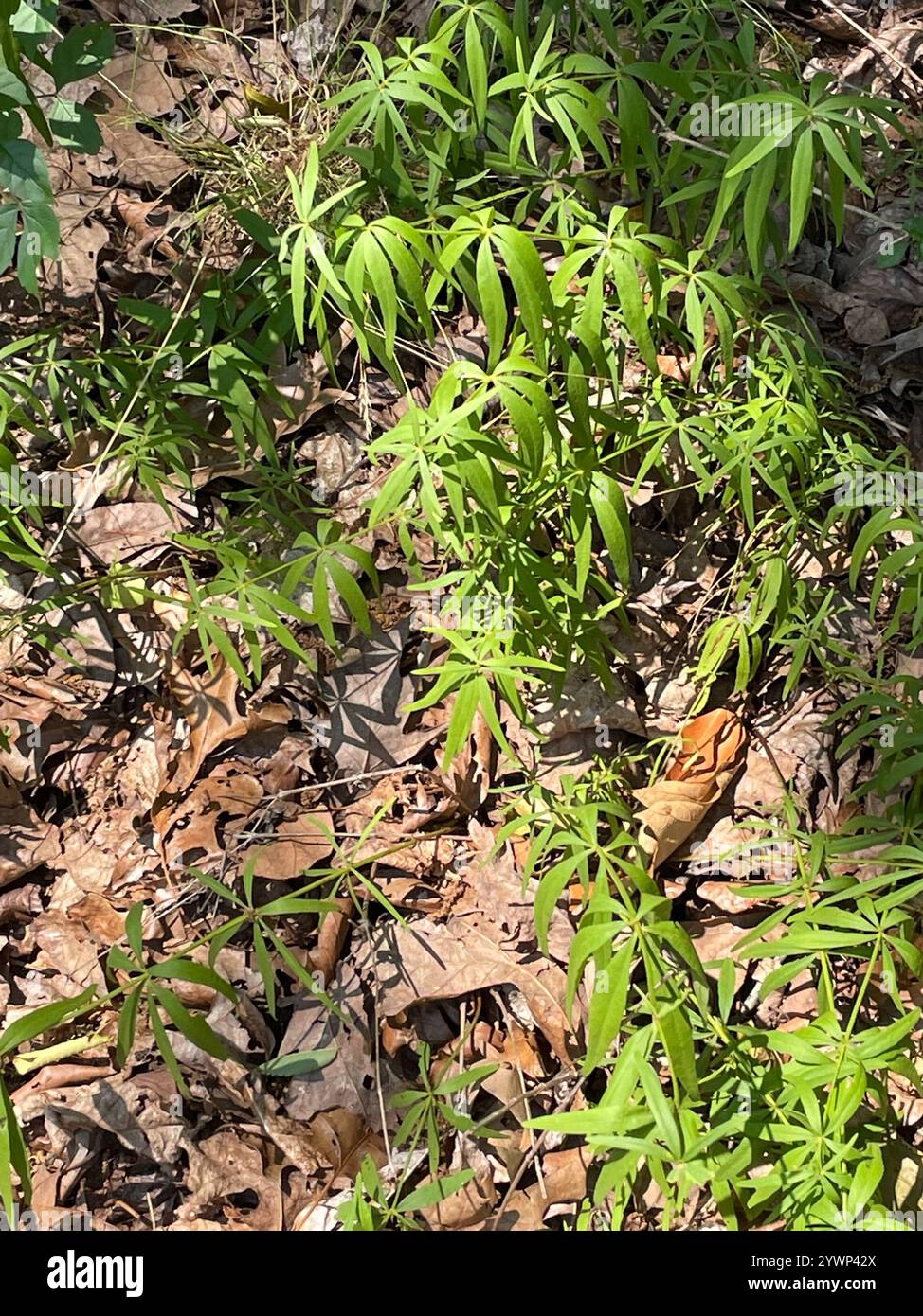 Greater Tickseed (Coreopsis major Stock Photo - Alamy