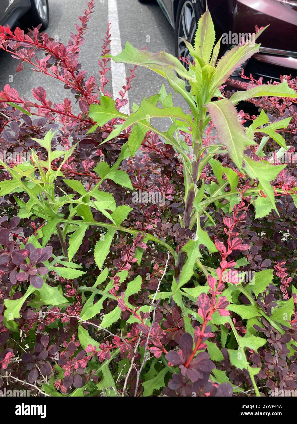 tall blue lettuce (Lactuca biennis Stock Photo - Alamy