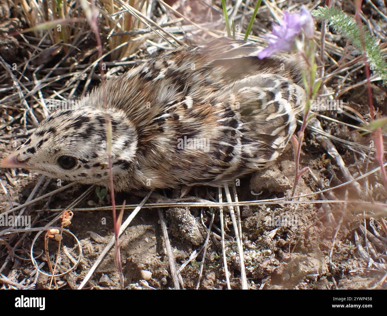 Columbian Sharp-tailed Grouse (Tympanuchus phasianellus columbianus ...