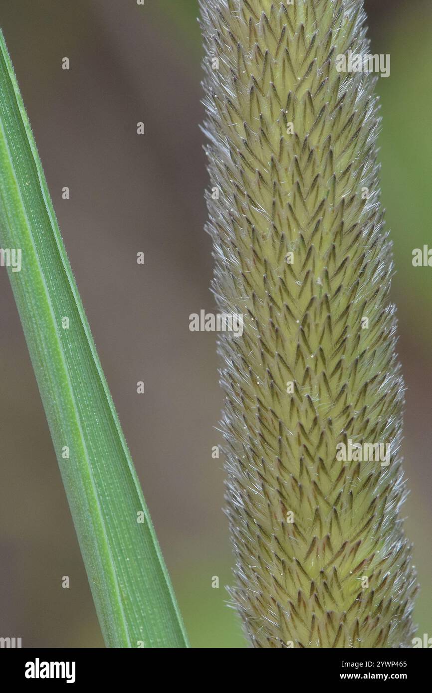 Creeping Foxtail (Alopecurus arundinaceus Stock Photo - Alamy