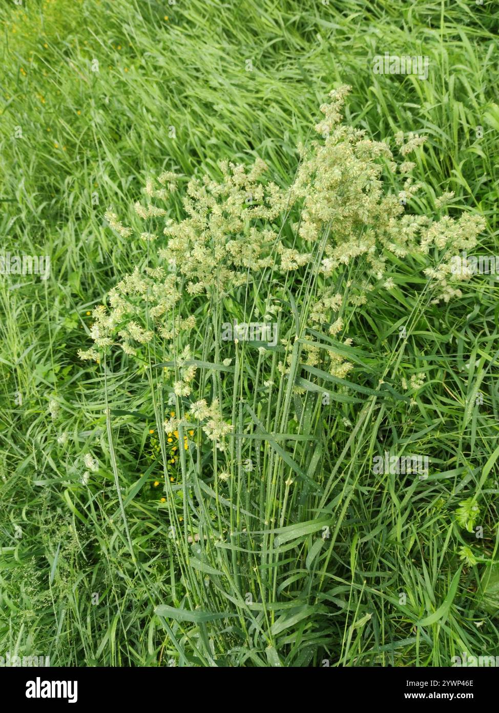orchard grass (Dactylis glomerata Stock Photo - Alamy