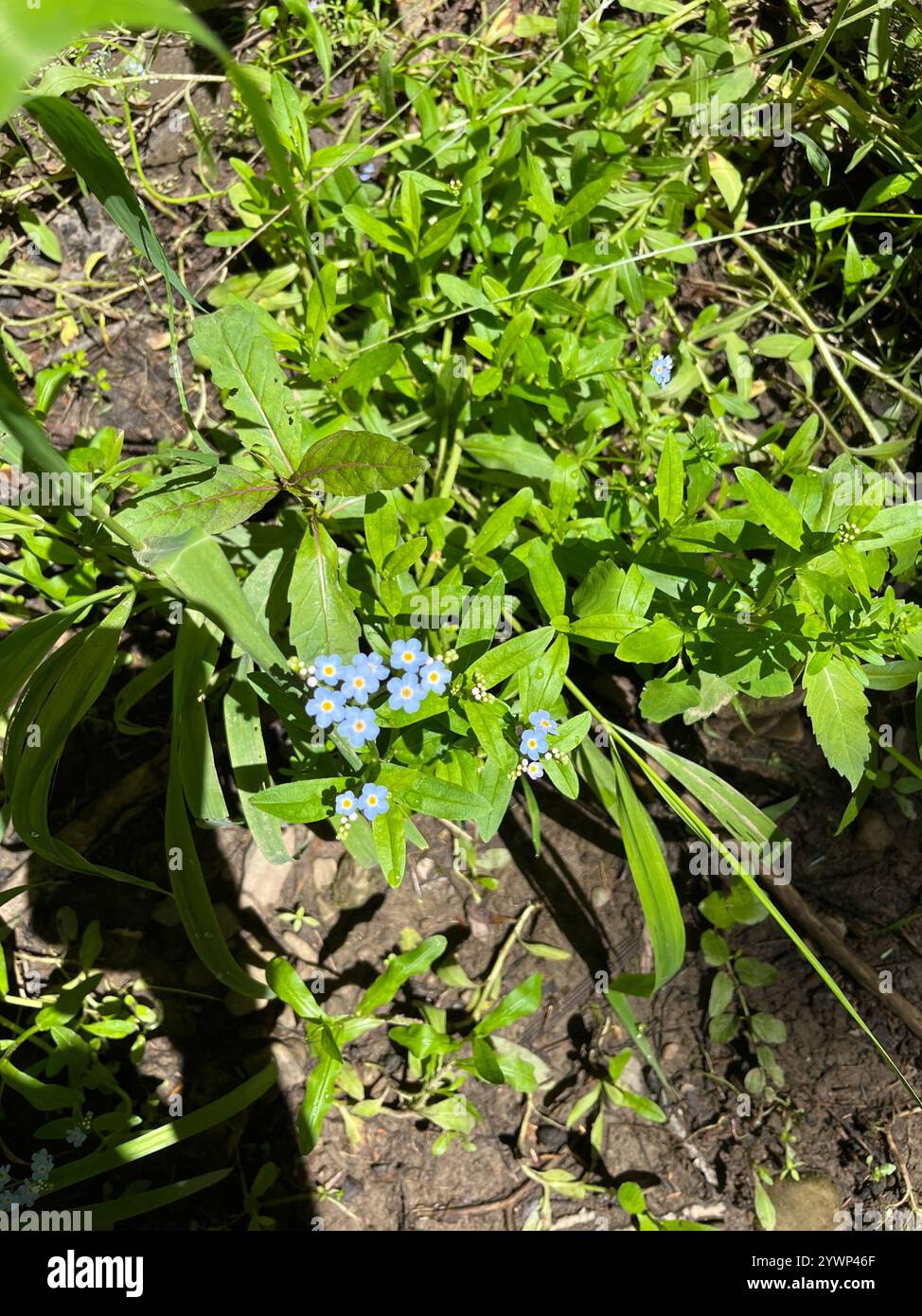 water forget-me-not (Myosotis scorpioides Stock Photo - Alamy