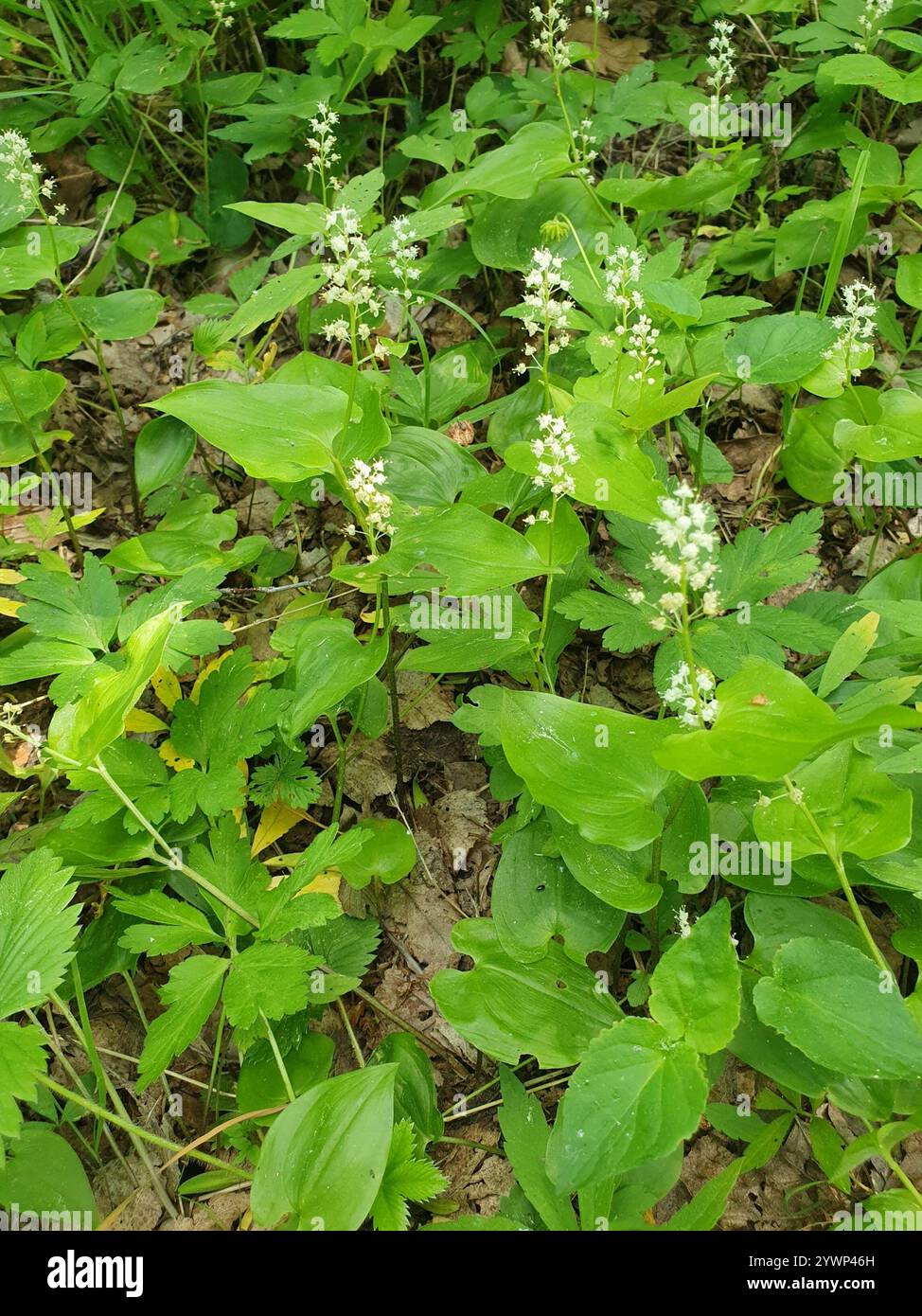 May Lily (Maianthemum bifolium Stock Photo - Alamy