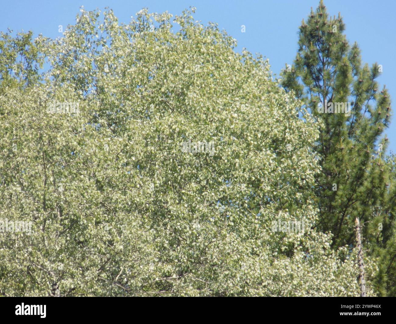 European aspen (Populus tremula Stock Photo - Alamy