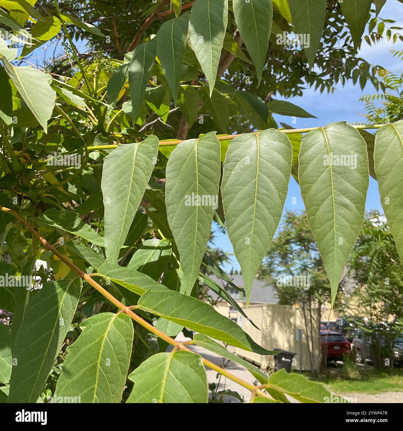 tree-of-heaven (Ailanthus altissima Stock Photo - Alamy