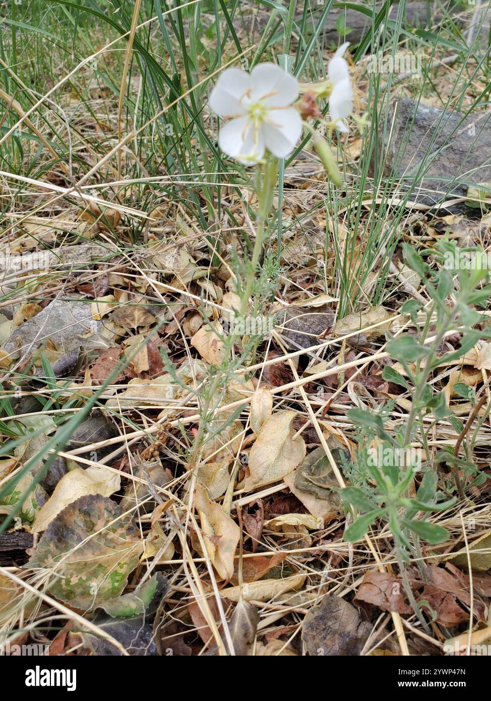 White-stem Evening Primrose (Oenothera albicaulis Stock Photo - Alamy