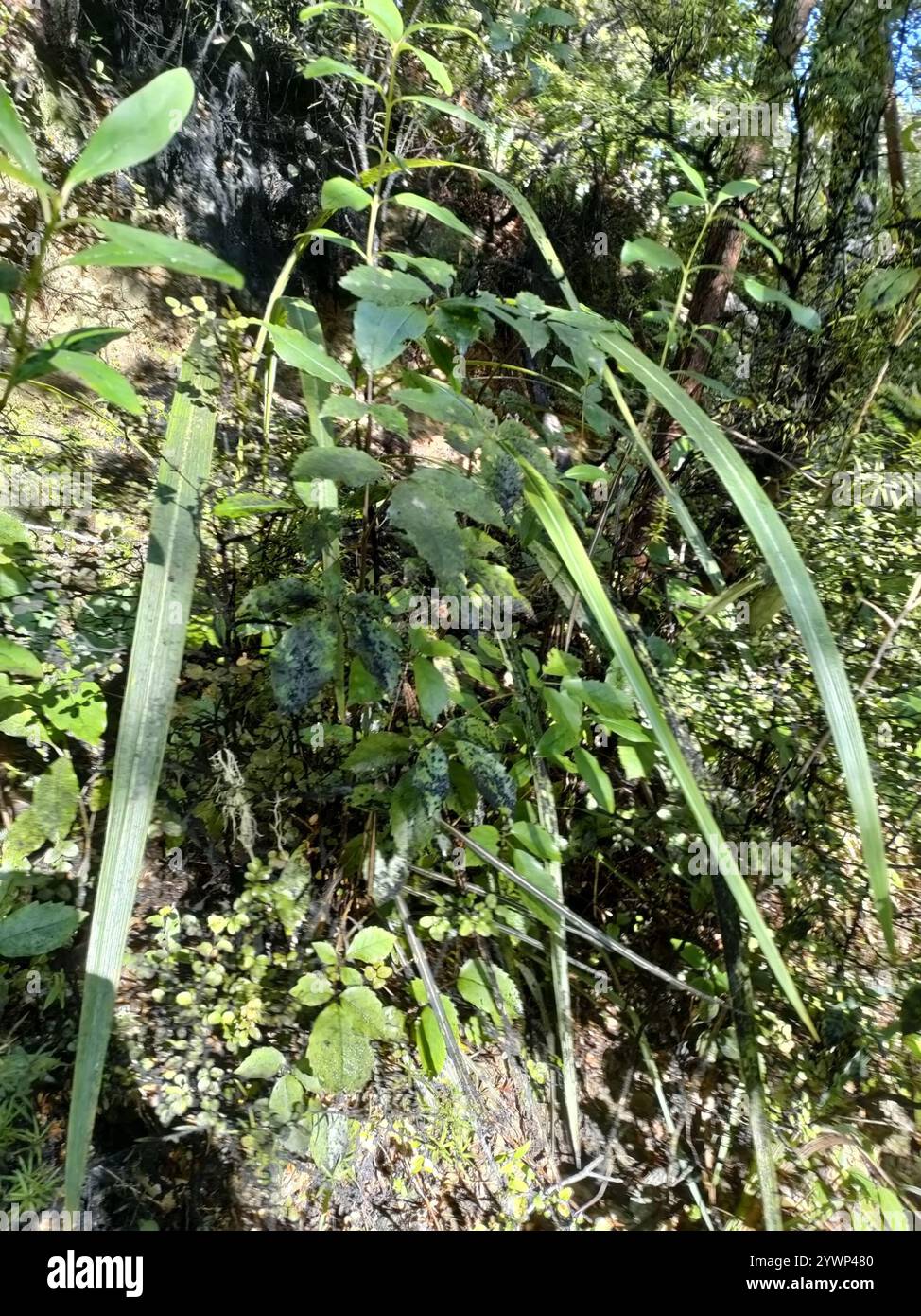 Forest Cabbage Tree (Cordyline banksii Stock Photo - Alamy