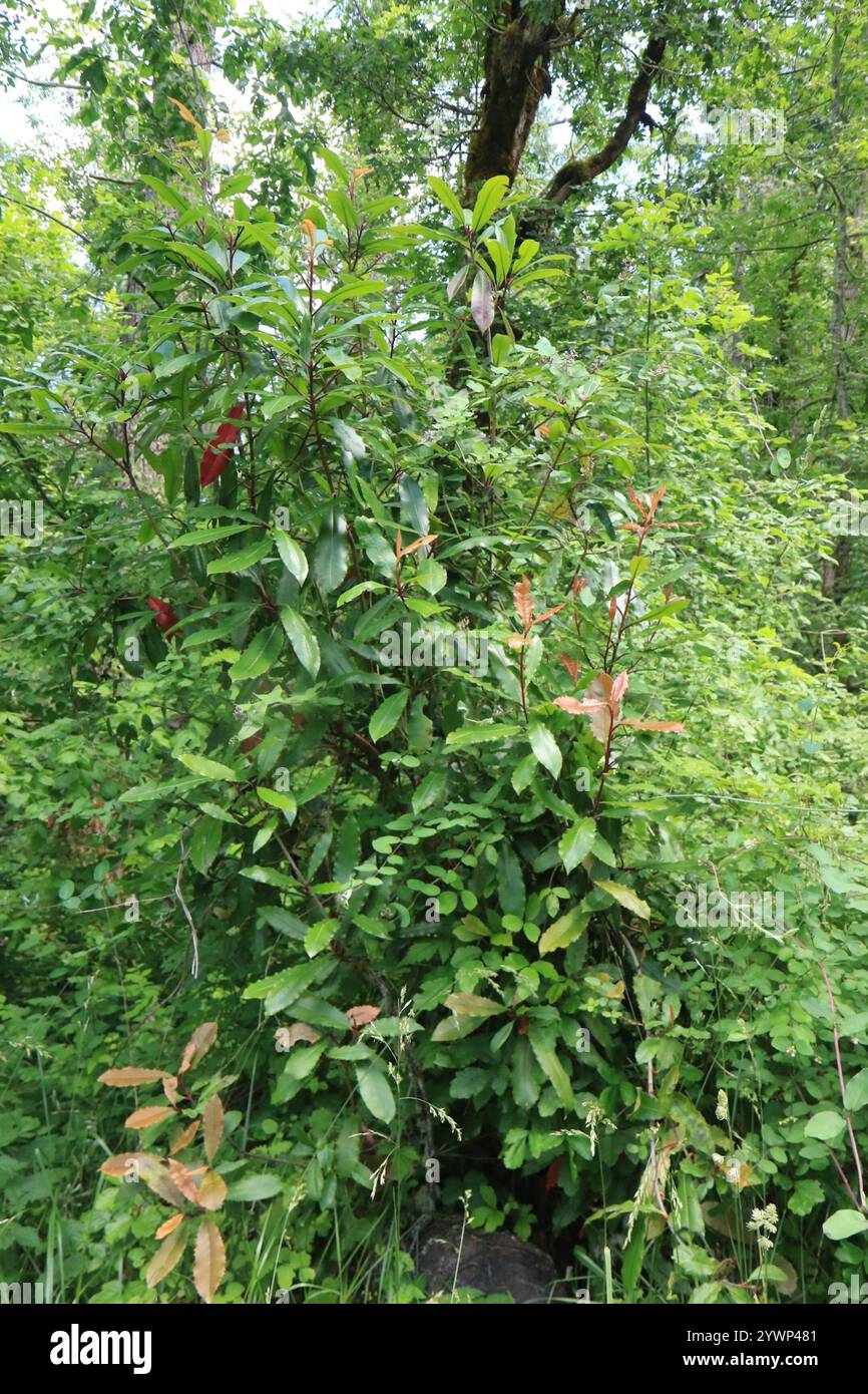 Chinese Photinia (Photinia serratifolia Stock Photo - Alamy