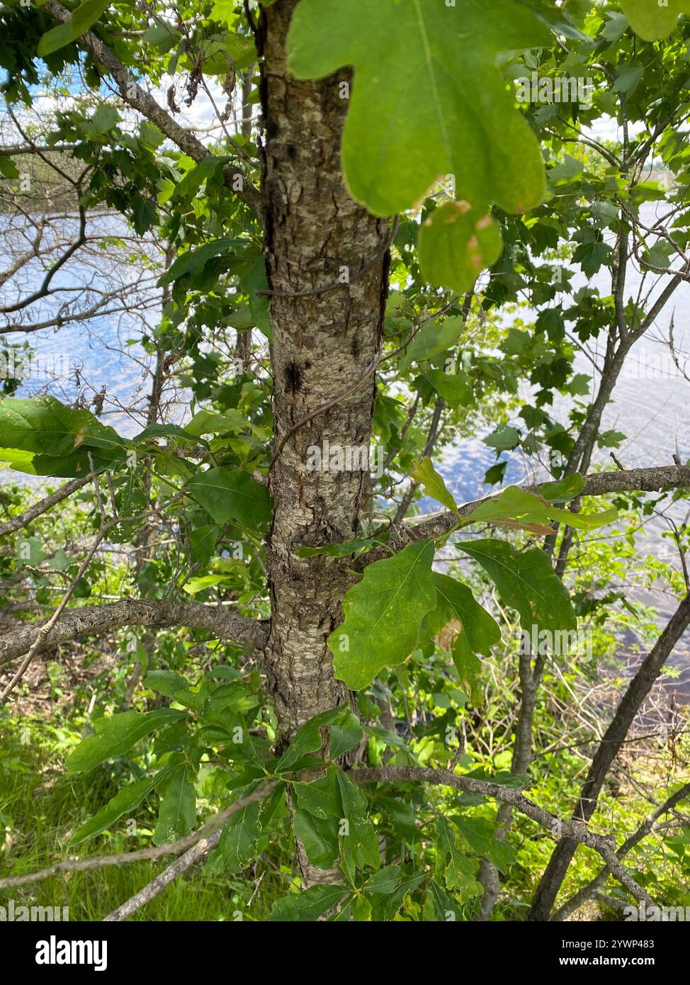 white oak (Quercus alba Stock Photo - Alamy