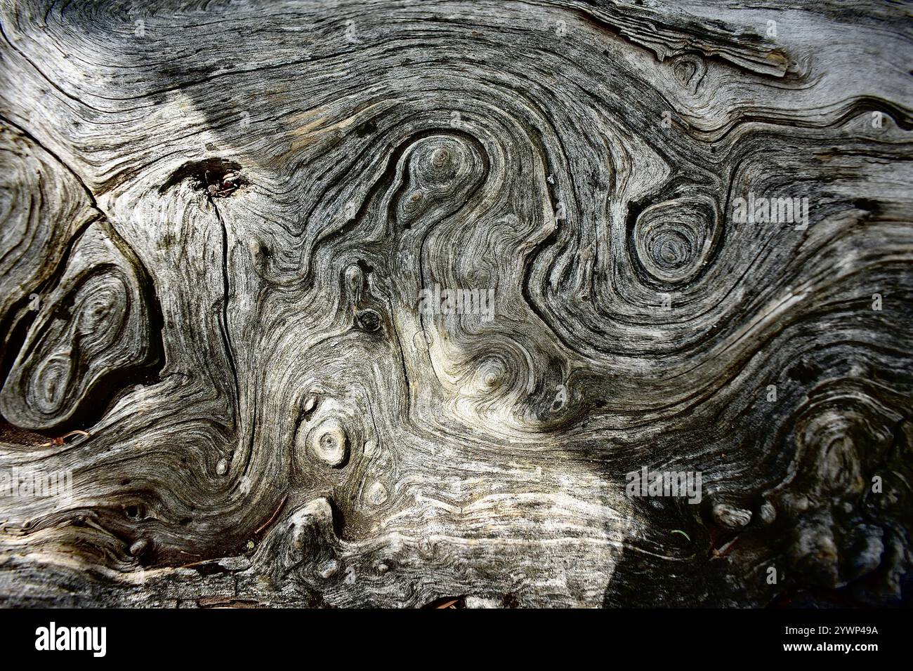 The image features a close-up view of a tree trunk with intricate wood ...