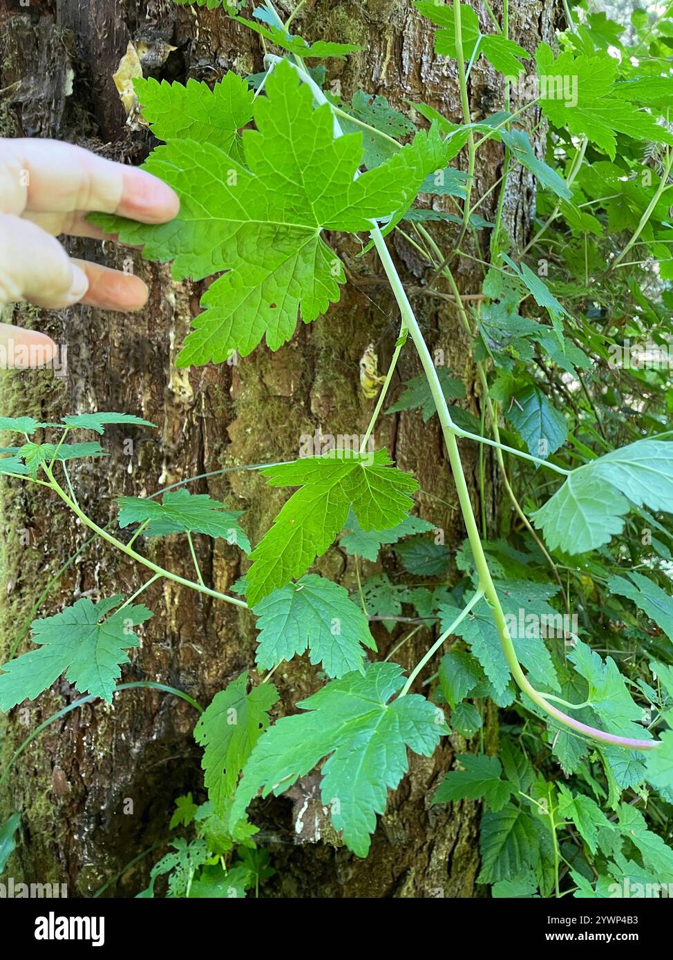 Trailing Blackcurrant (Ribes laxiflorum Stock Photo - Alamy