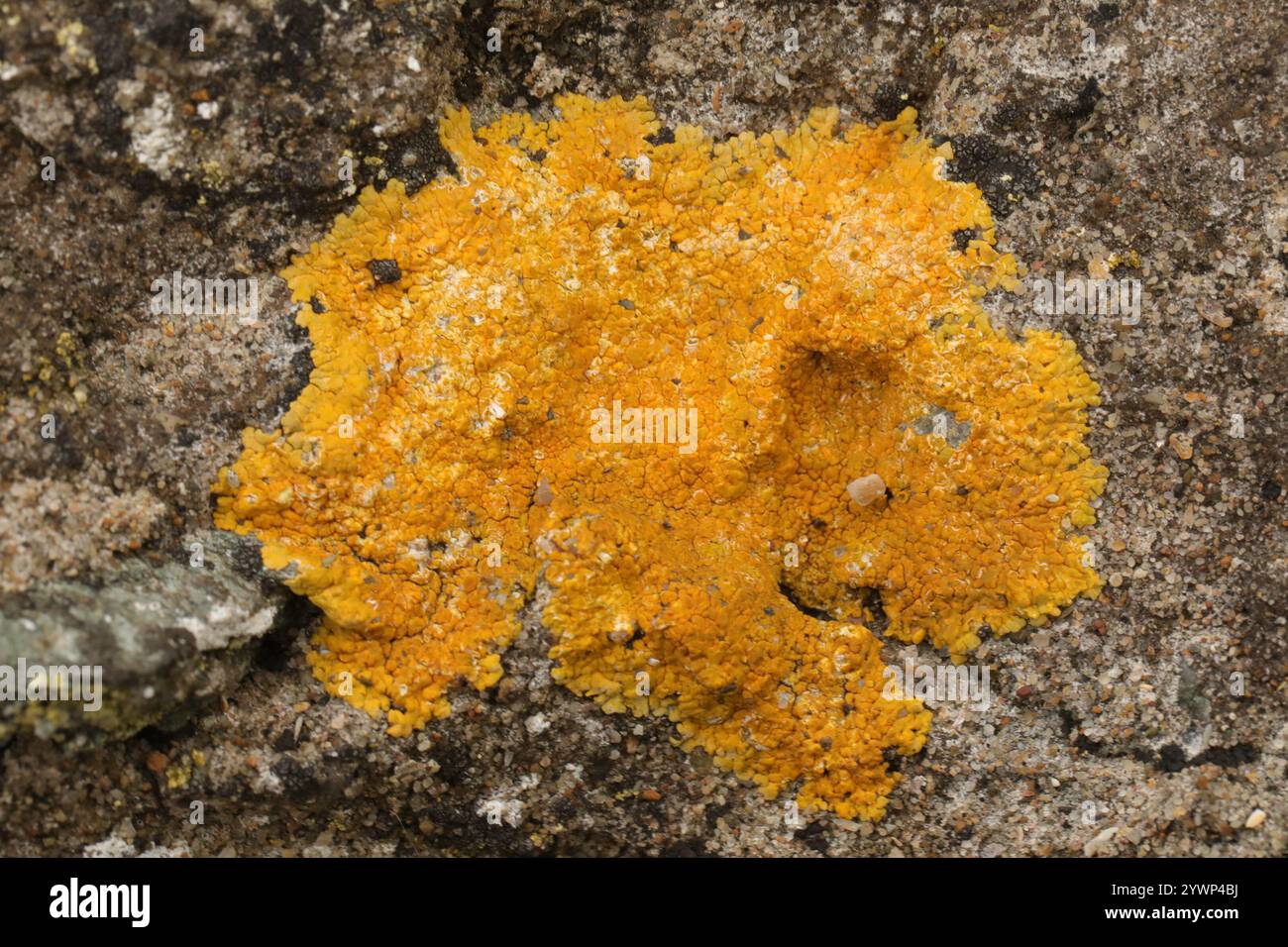 Limestone Lobed Firedot (Variospora flavescens Stock Photo - Alamy