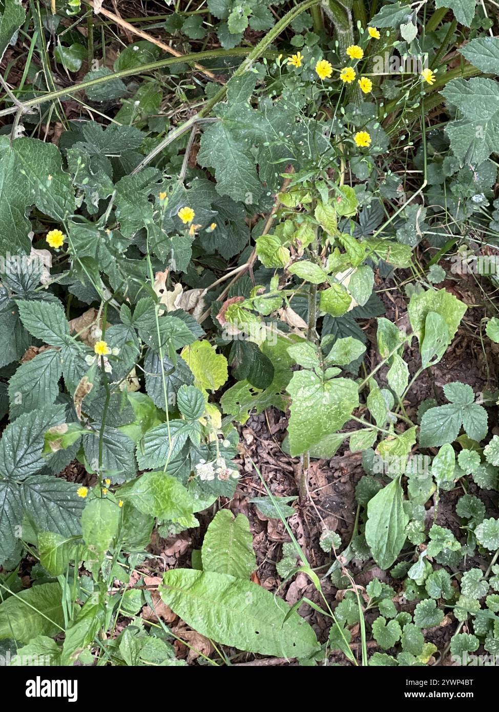 nipplewort (Lapsana communis Stock Photo - Alamy