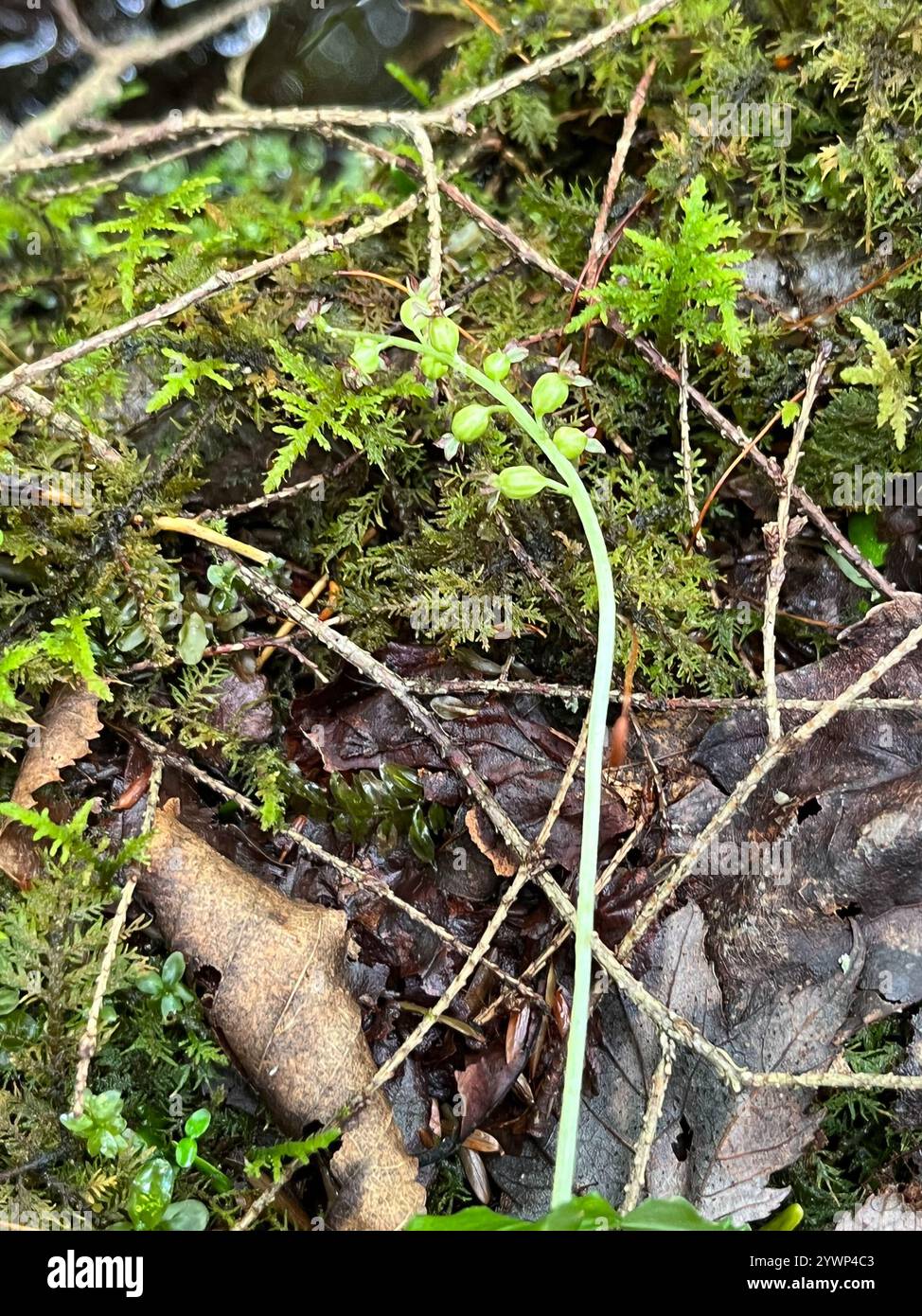 Heartleaf Twayblade (Neottia cordata Stock Photo - Alamy