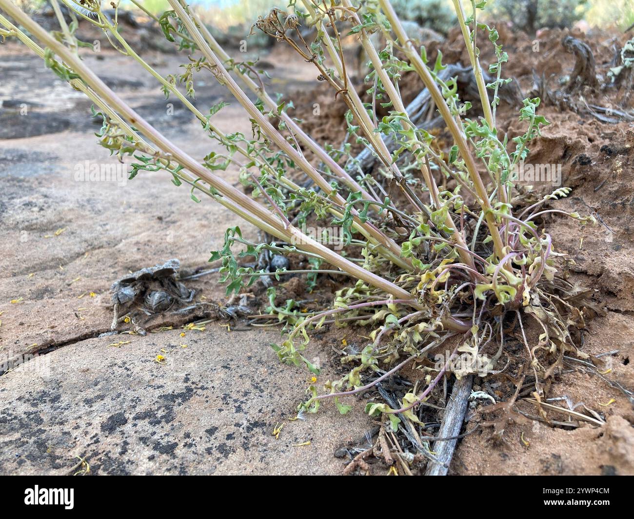 Packera multilobata hi-res stock photography and images - Alamy