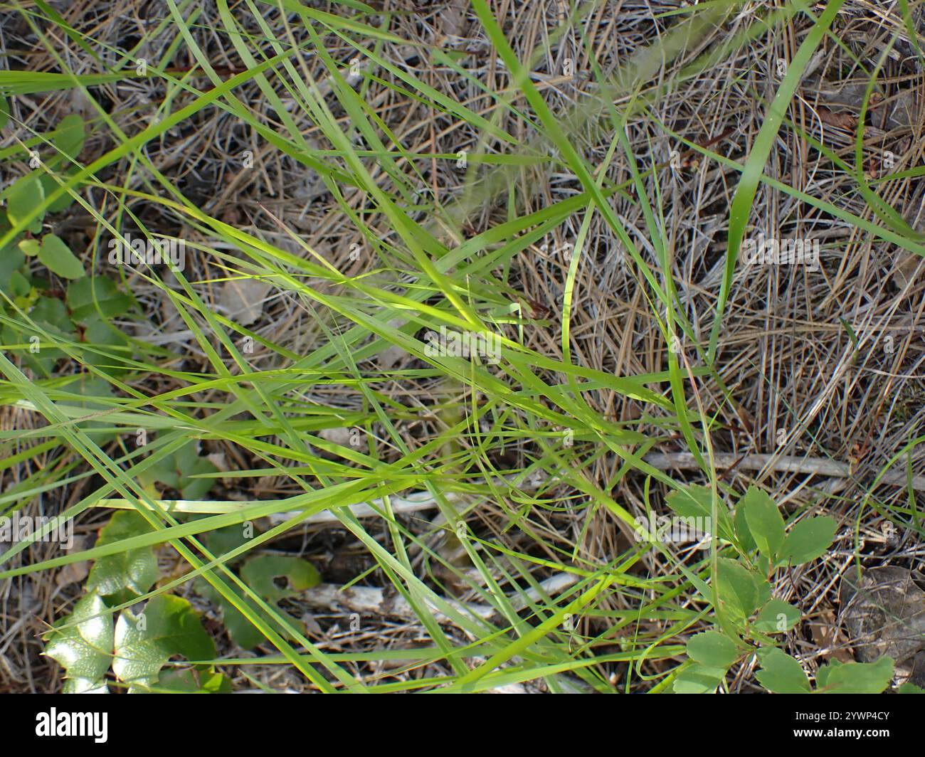 smallflower melicgrass (Melica imperfecta Stock Photo - Alamy