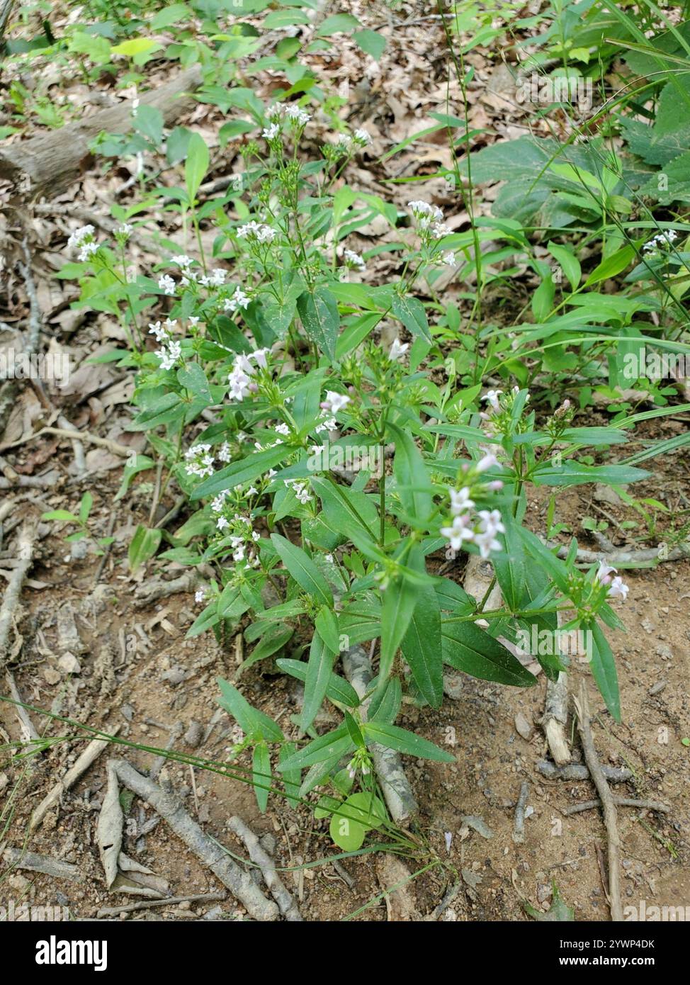 summer bluet (Houstonia purpurea Stock Photo - Alamy