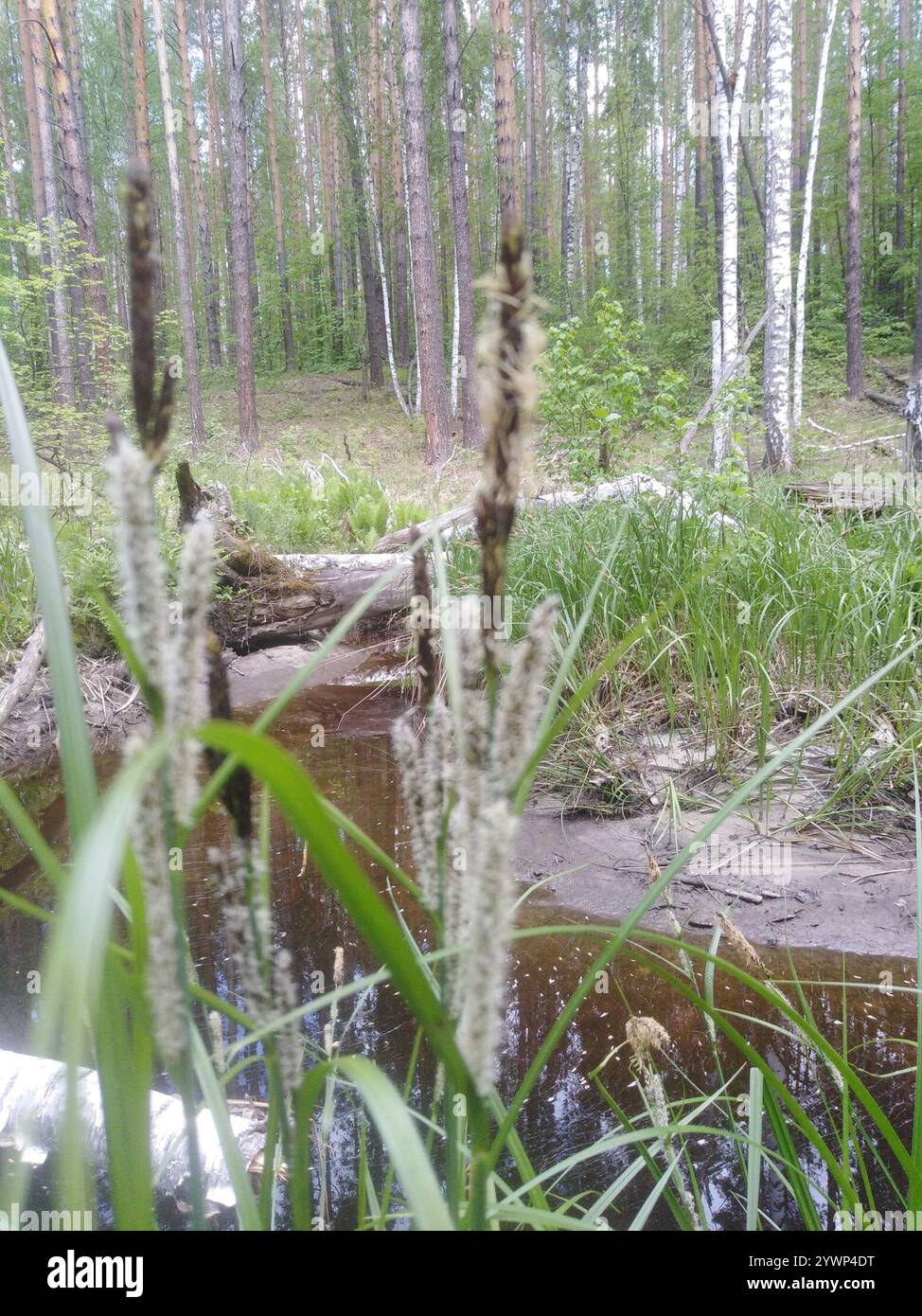 lesser pond sedge (Carex acutiformis Stock Photo - Alamy