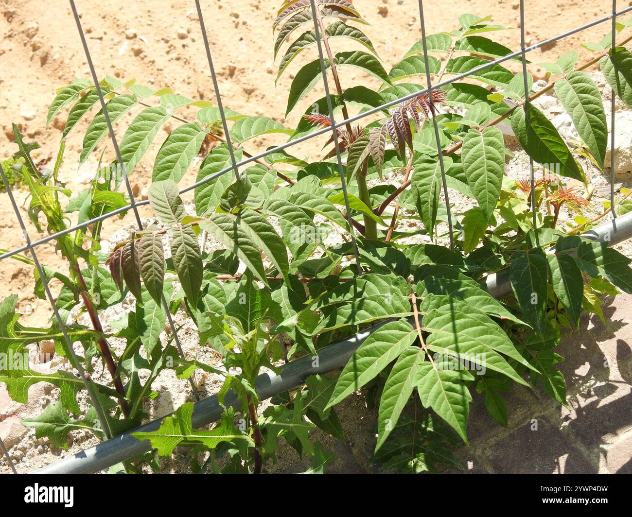 tree-of-heaven (Ailanthus altissima Stock Photo - Alamy