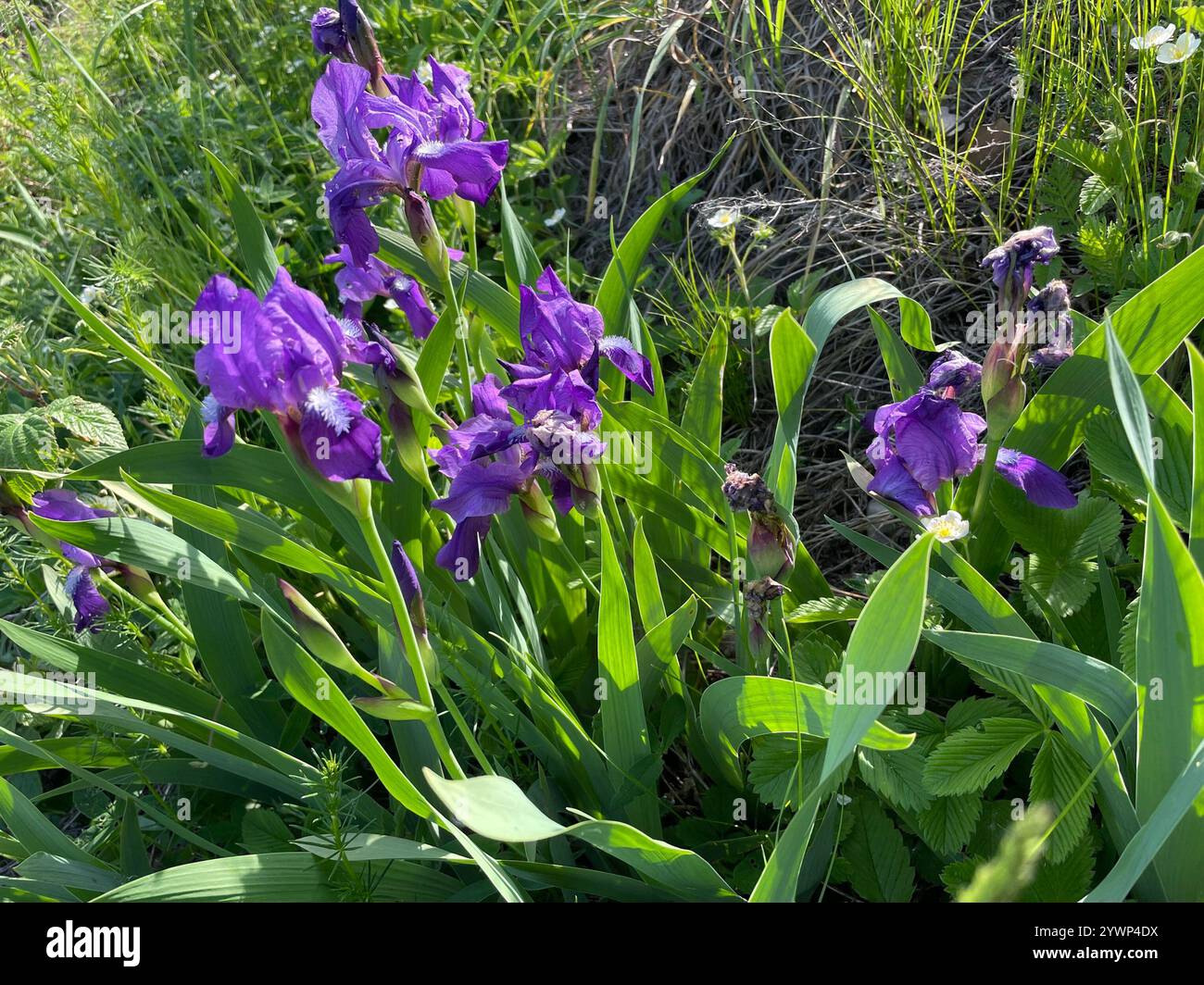 Leafless Iris (Iris aphylla Stock Photo - Alamy