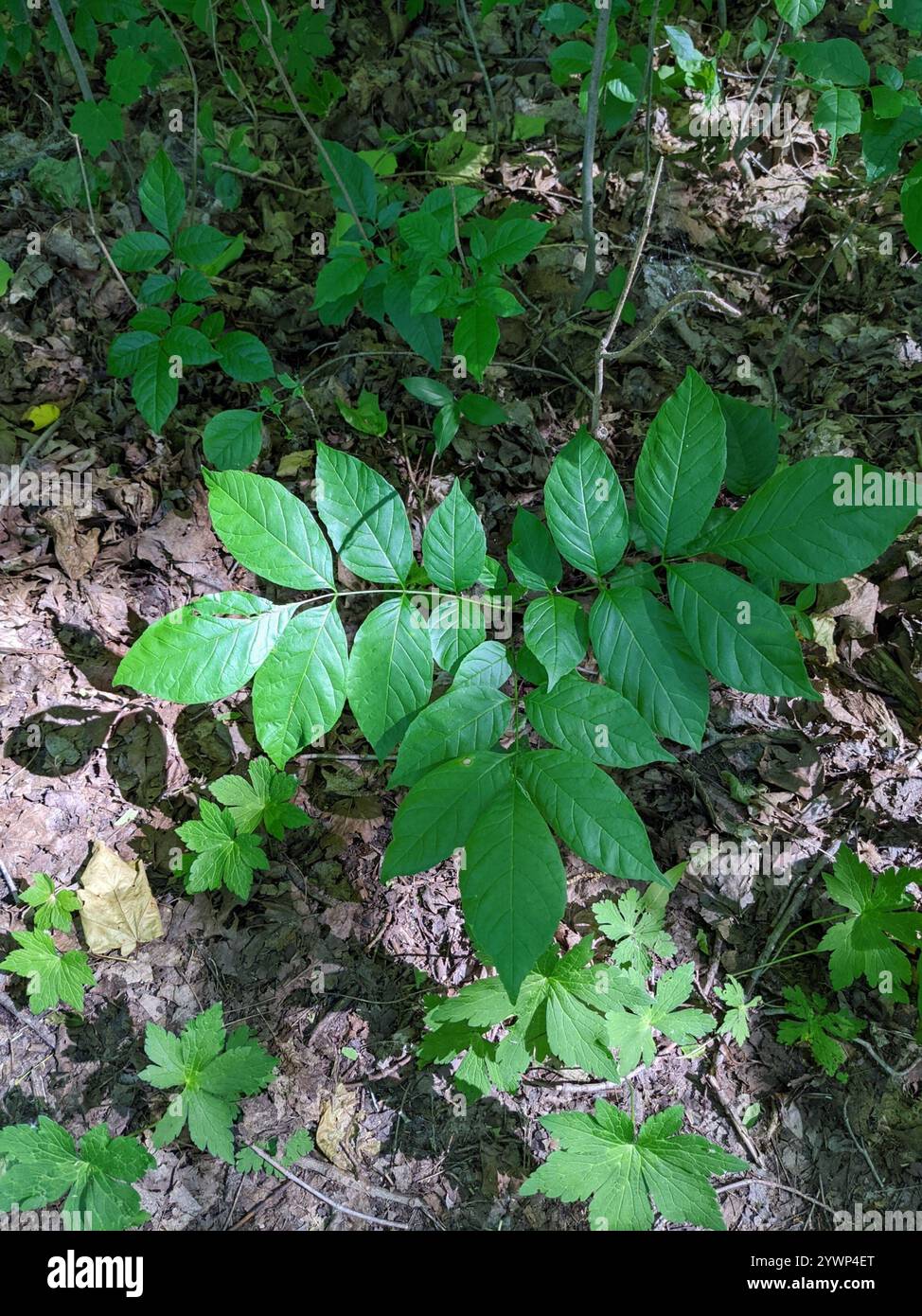 green ash (Fraxinus pennsylvanica Stock Photo - Alamy