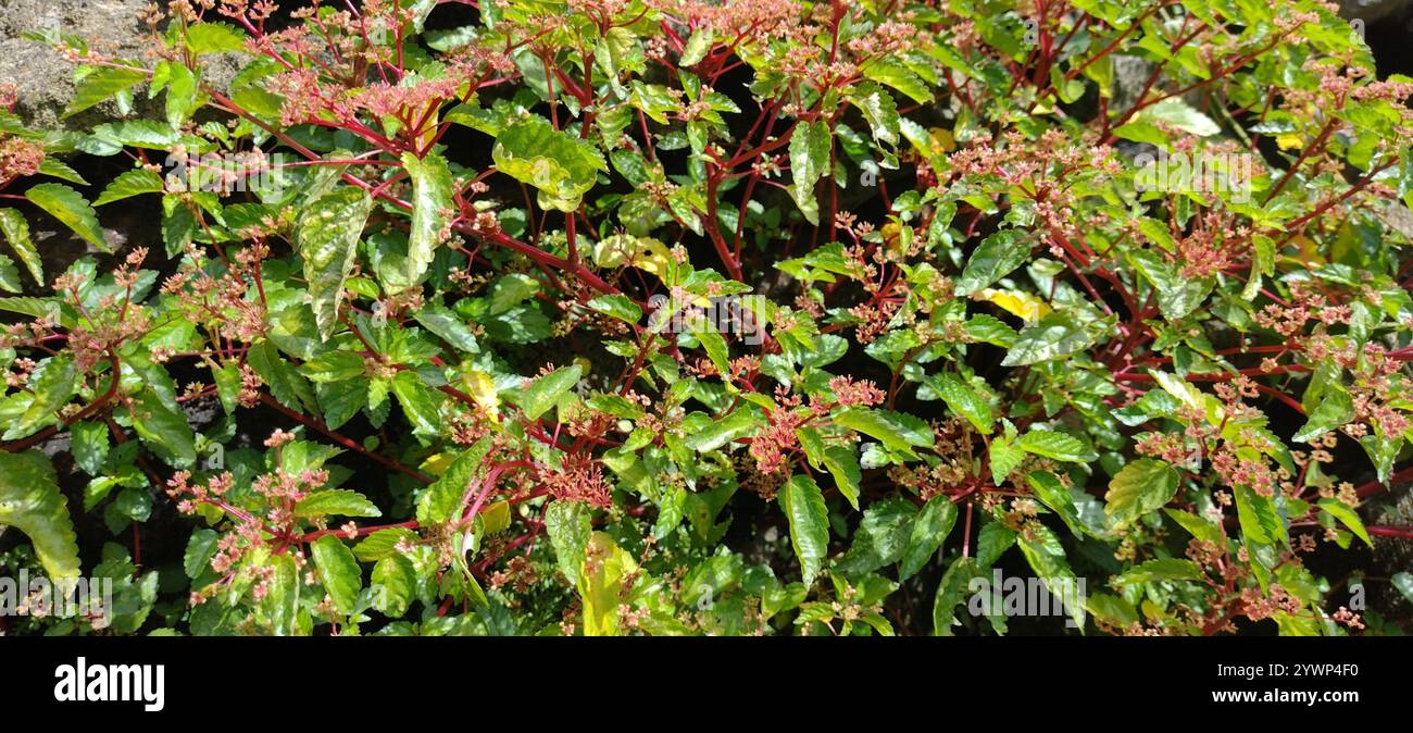 Laportea hi-res stock photography and images - Alamy