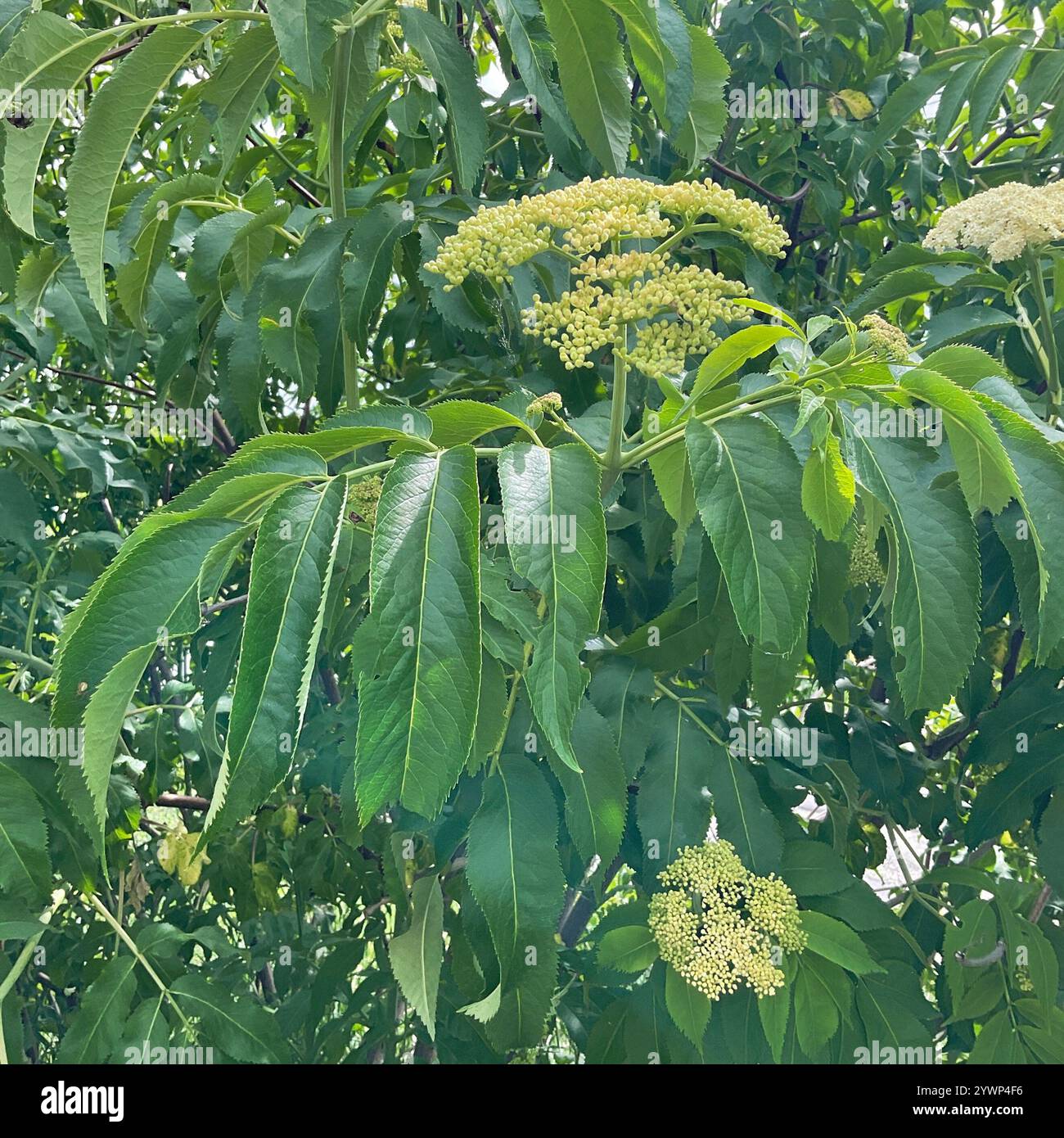 blue elder (Sambucus cerulea Stock Photo - Alamy