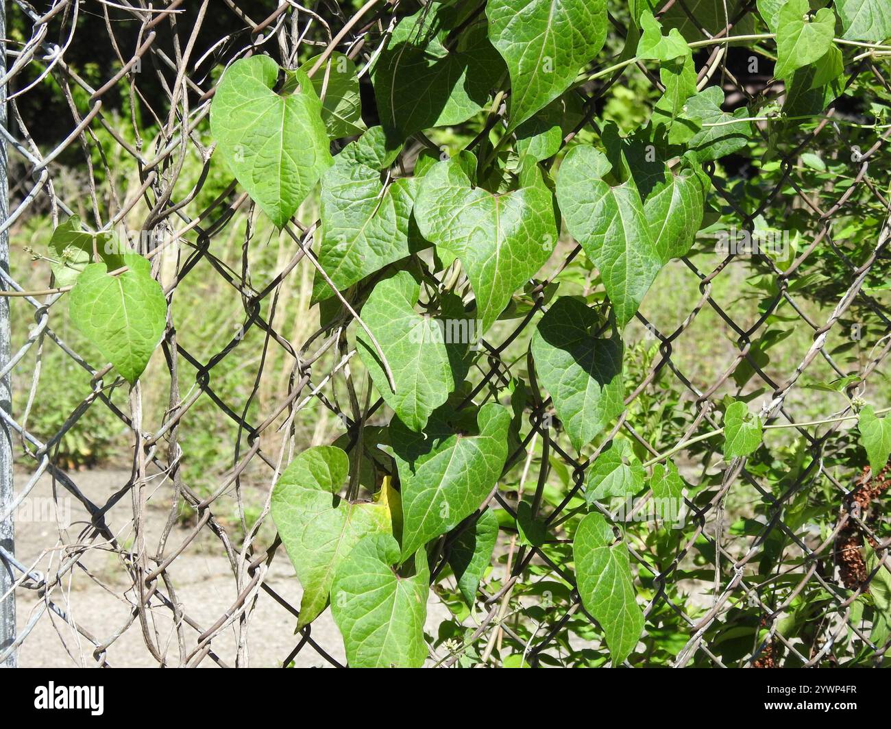honey-vine climbing milkweed (Cynanchum laeve Stock Photo - Alamy