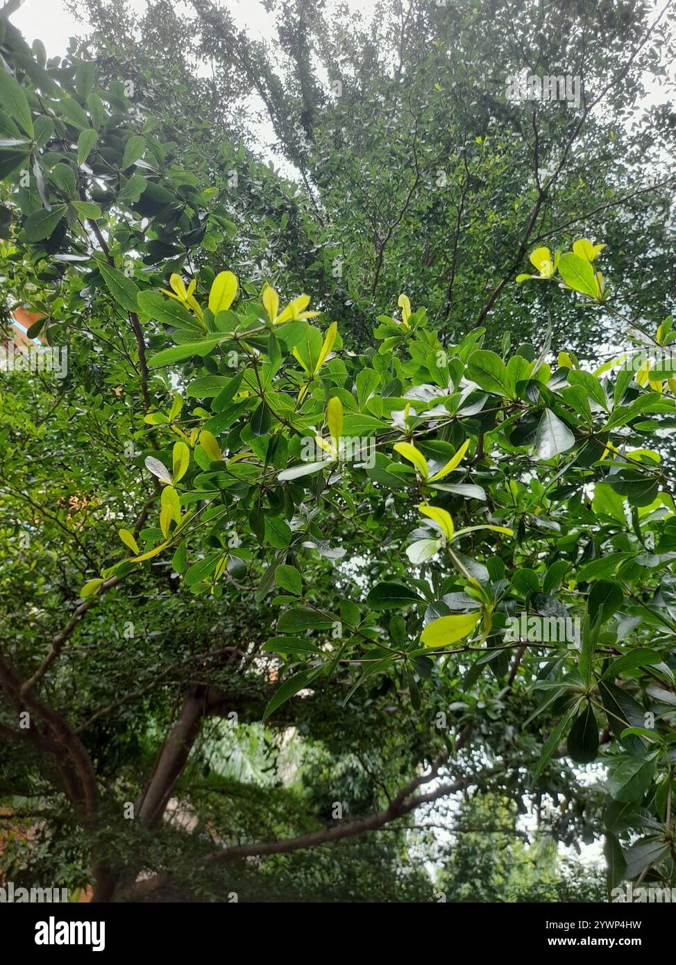 Madagascar almond (Terminalia mantaly Stock Photo - Alamy