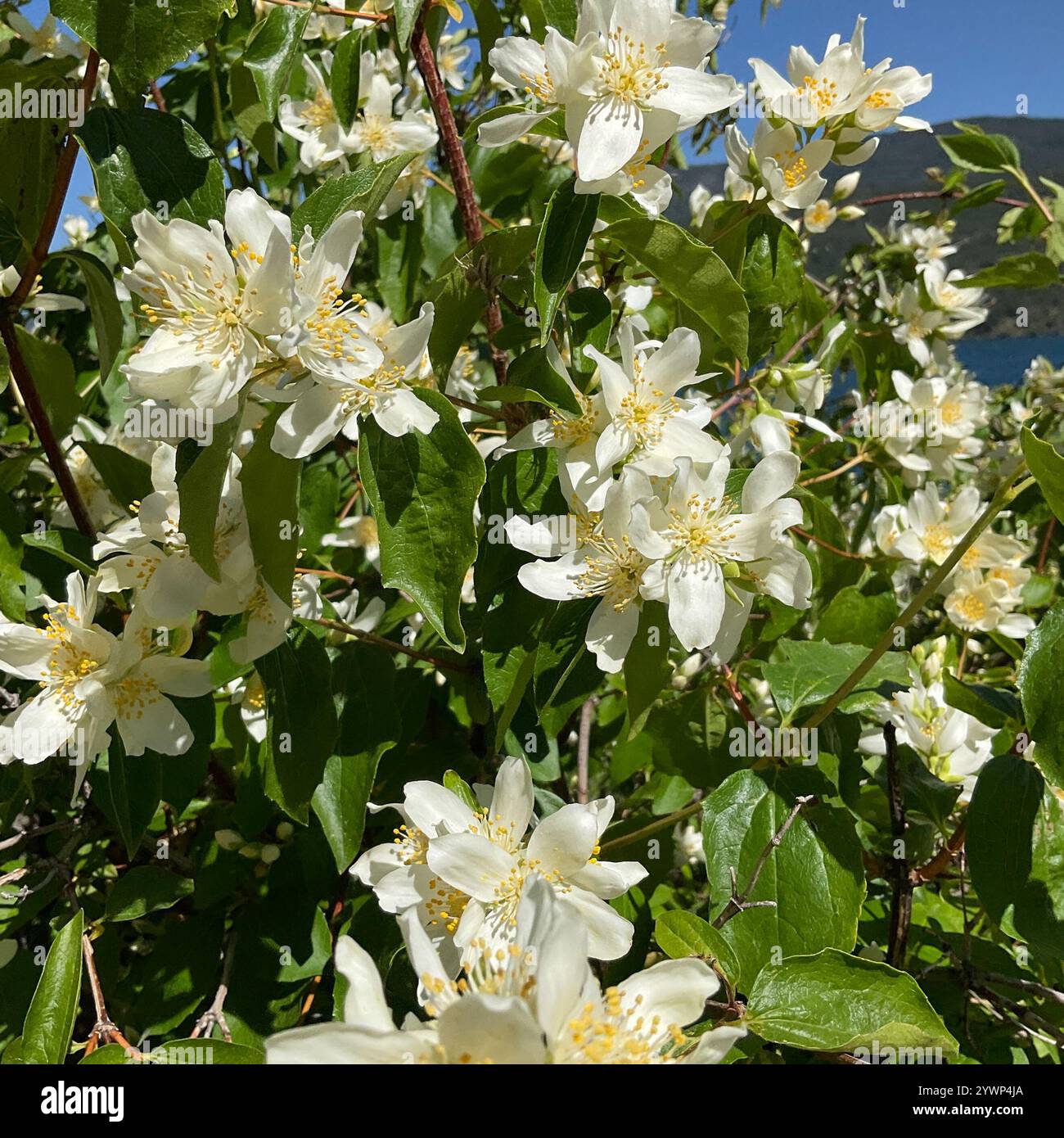 Lewis' mock orange (Philadelphus lewisii Stock Photo - Alamy