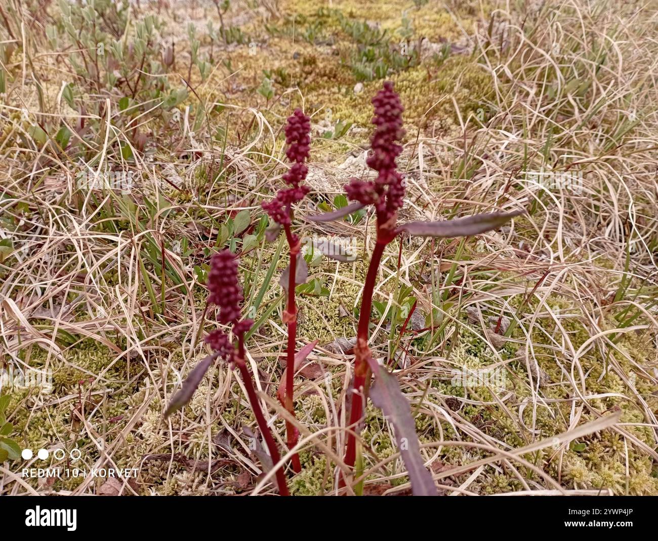 Arctic Dock (Rumex arcticus Stock Photo - Alamy