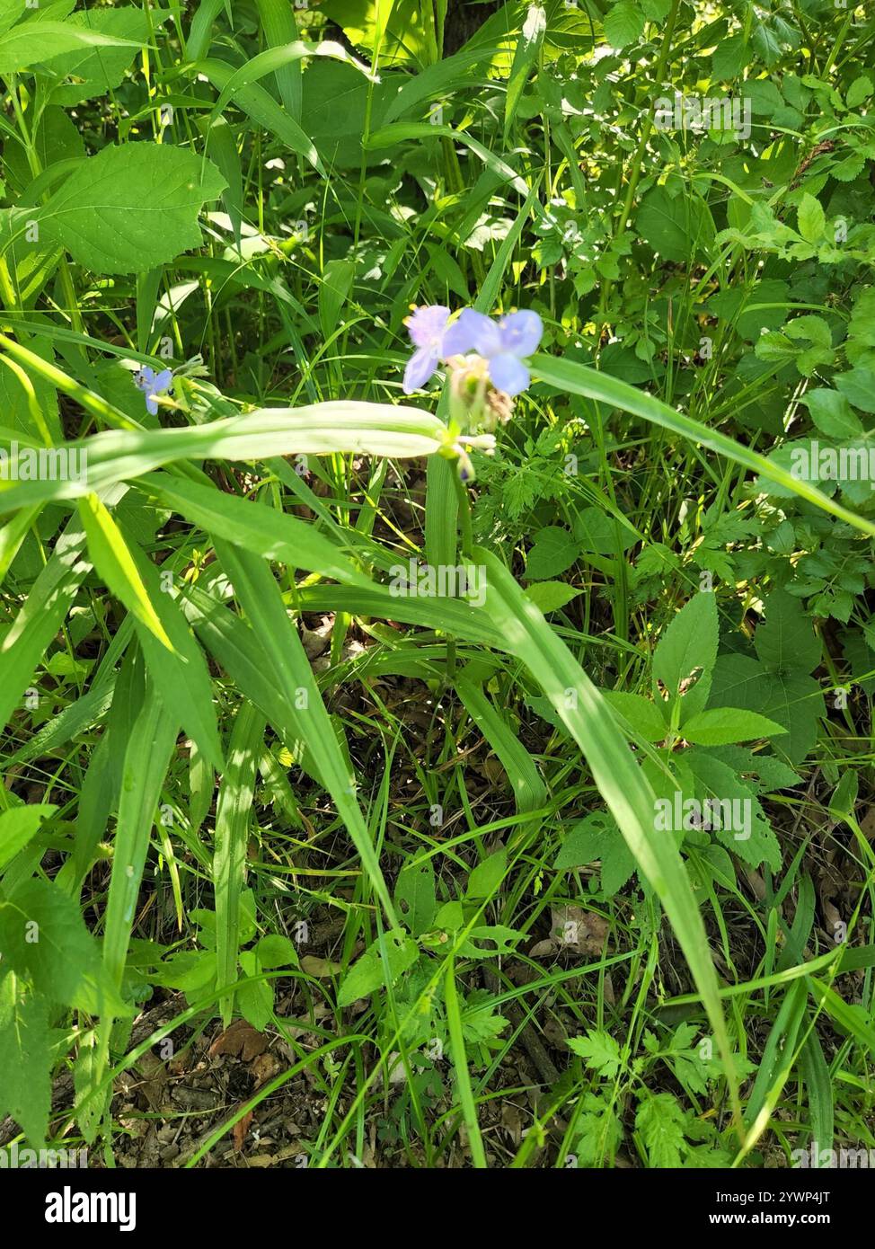Zigzag Spiderwort (Tradescantia subaspera Stock Photo - Alamy