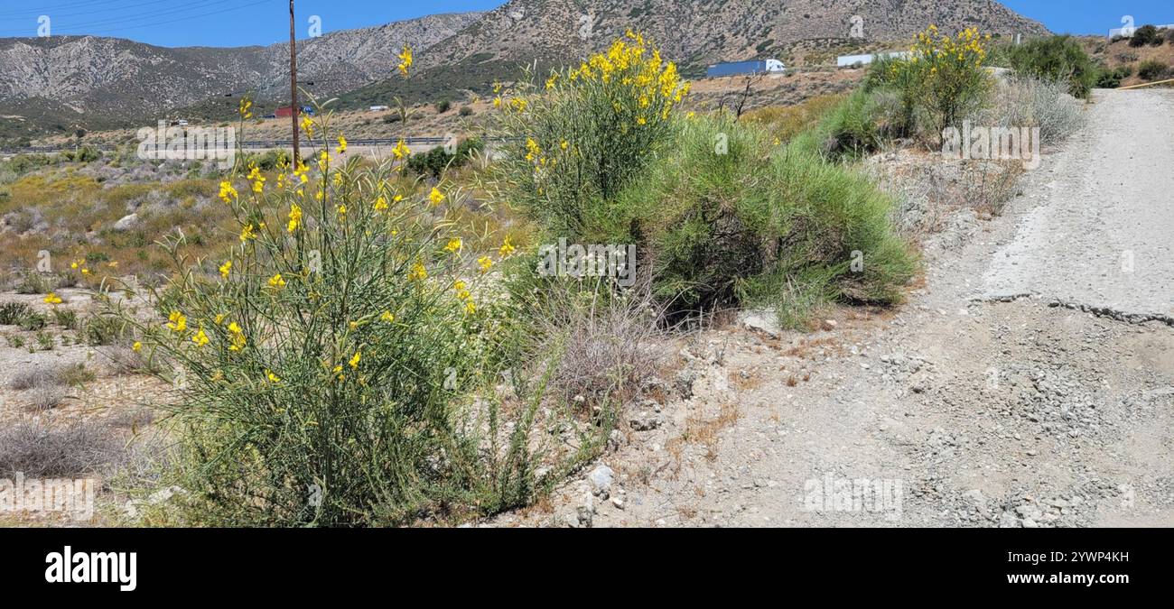 Spanish Broom (Spartium junceum Stock Photo - Alamy
