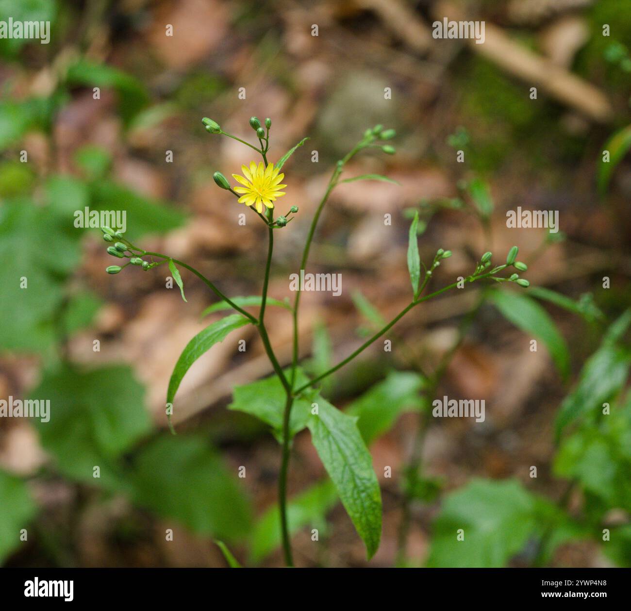 nipplewort (Lapsana communis Stock Photo - Alamy