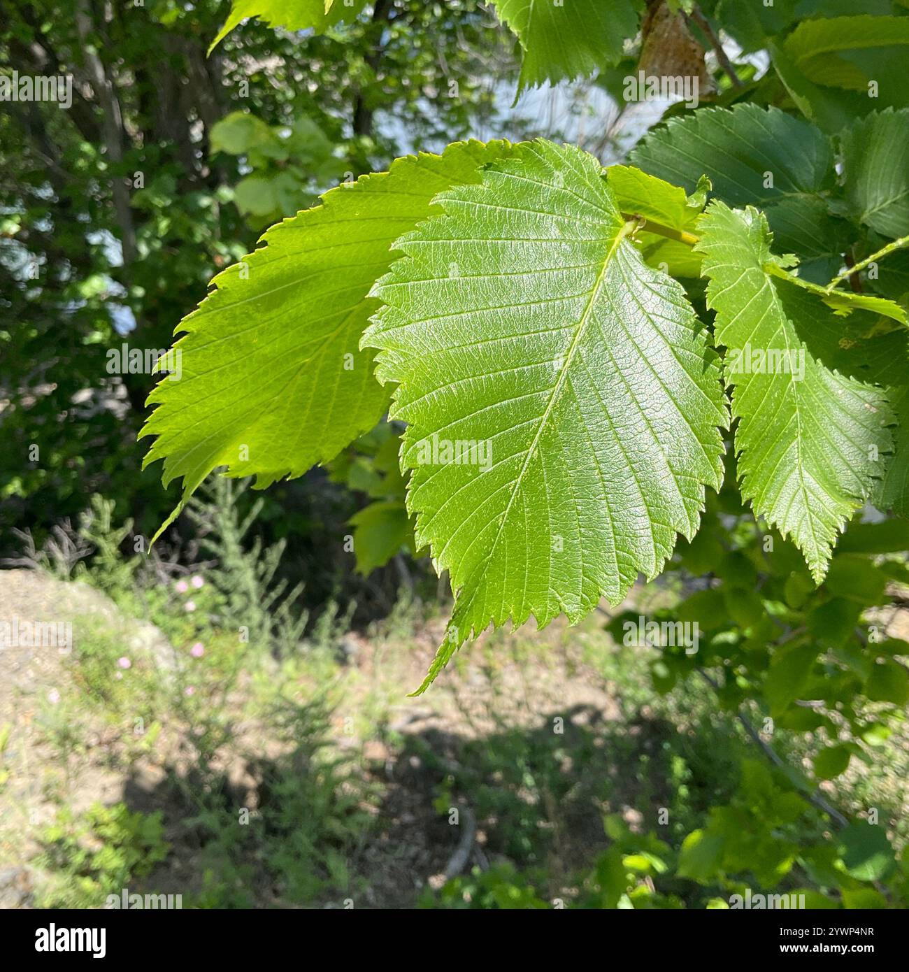 American elm (Ulmus americana Stock Photo - Alamy