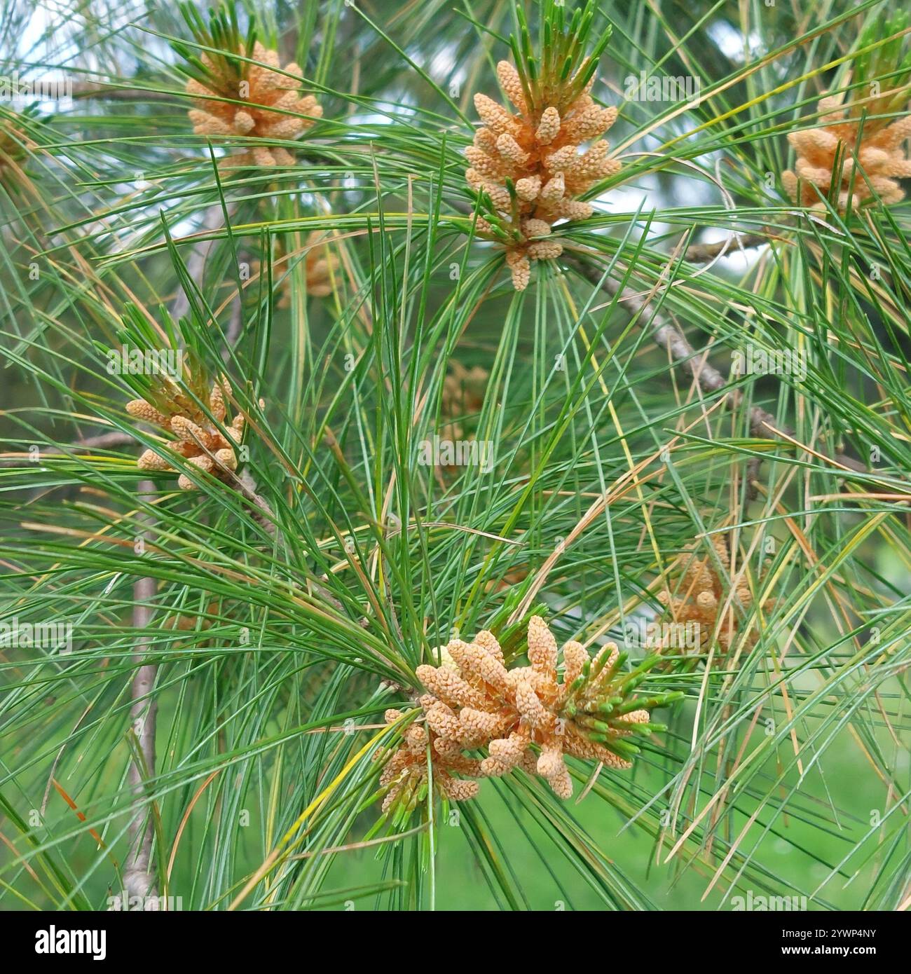 eastern white pine (Pinus strobus Stock Photo - Alamy