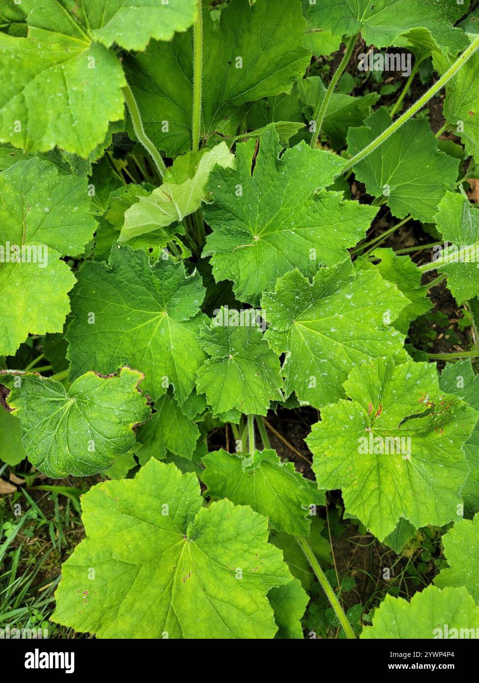 hairy alumroot (Heuchera villosa Stock Photo - Alamy