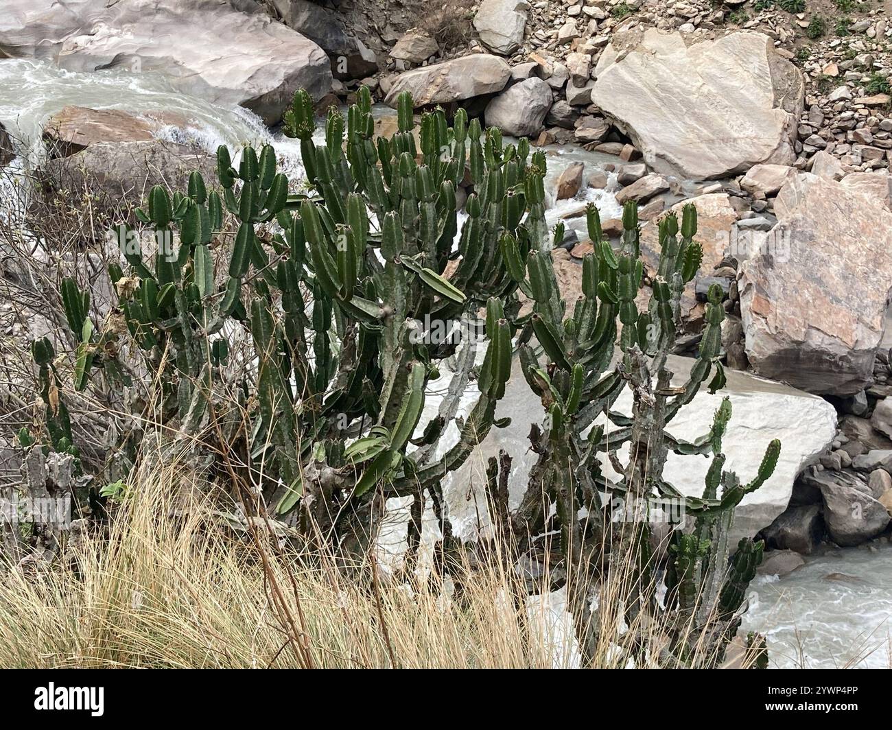 Royleana hi-res stock photography and images - Alamy