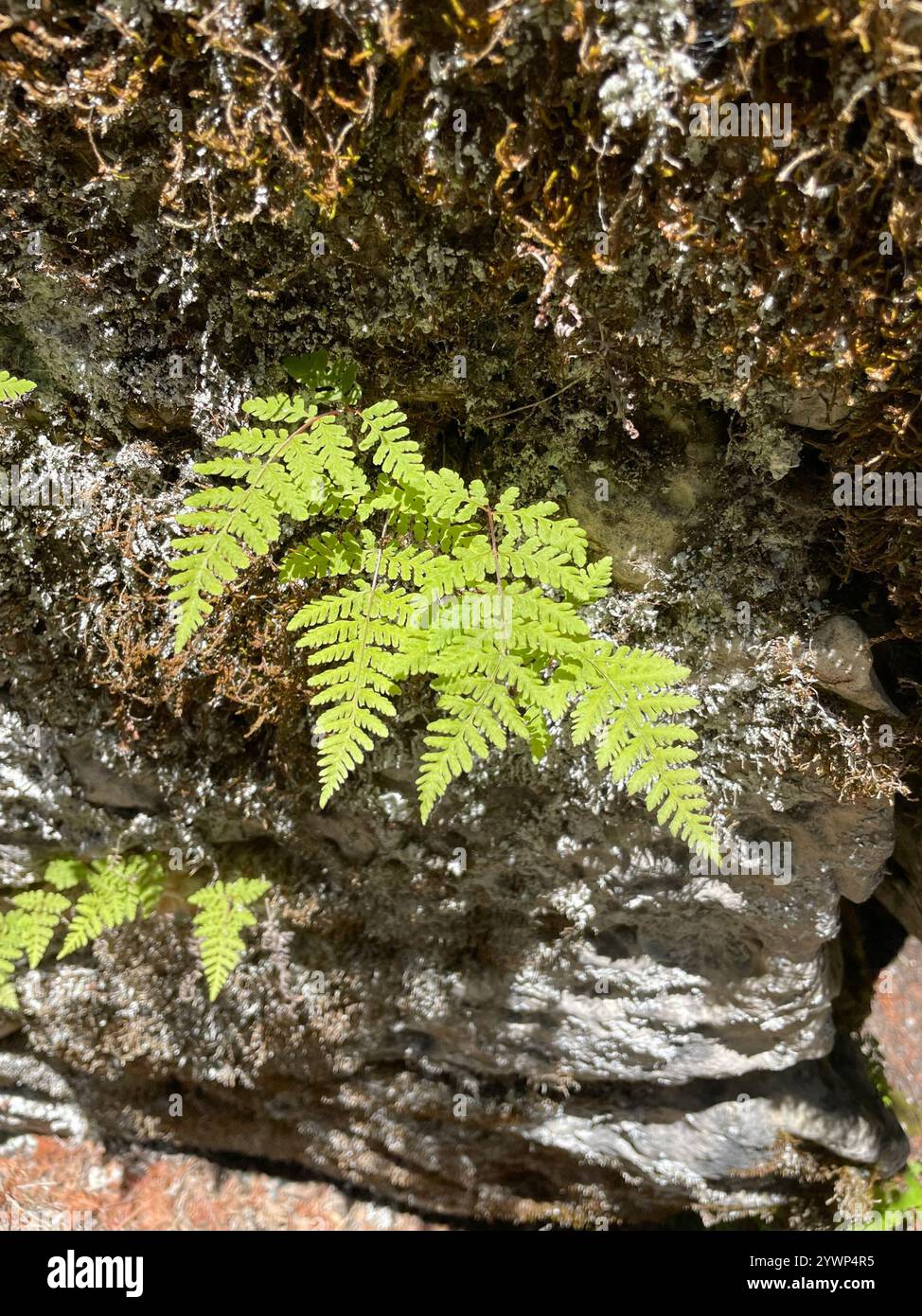 Fern cystopteris bulbifera hi-res stock photography and images - Alamy