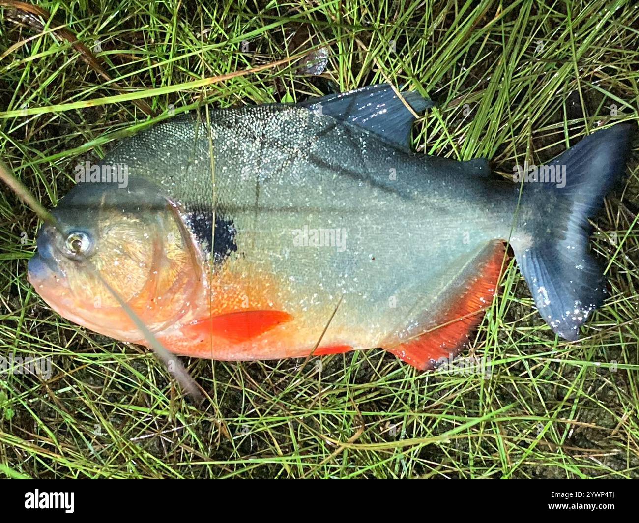 Black Spot Piranha (Pygocentrus cariba Stock Photo - Alamy