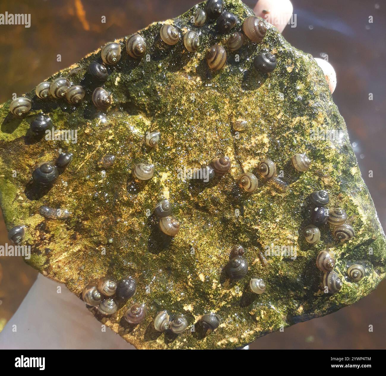 Common River-snail (Viviparus viviparus Stock Photo - Alamy