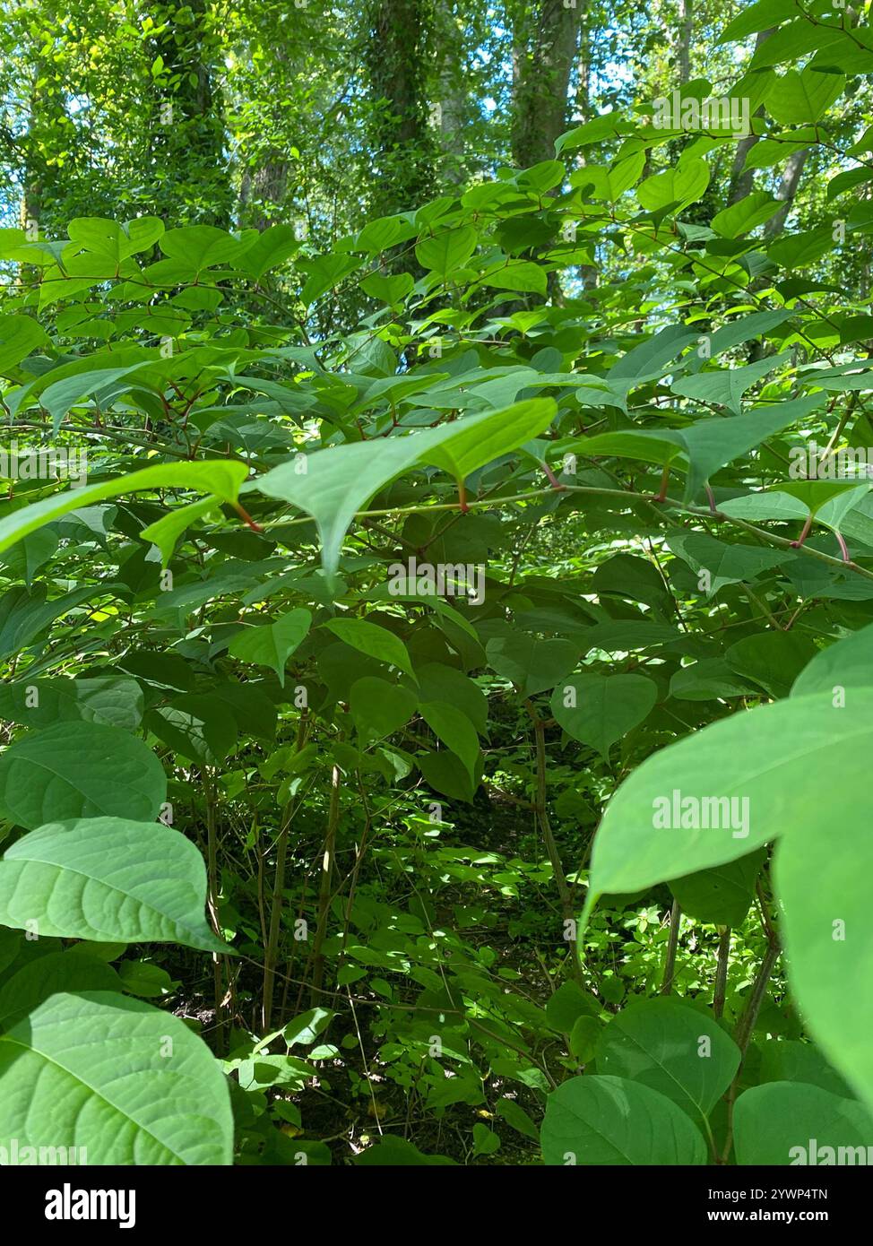 knotweed family (Polygonaceae Stock Photo - Alamy