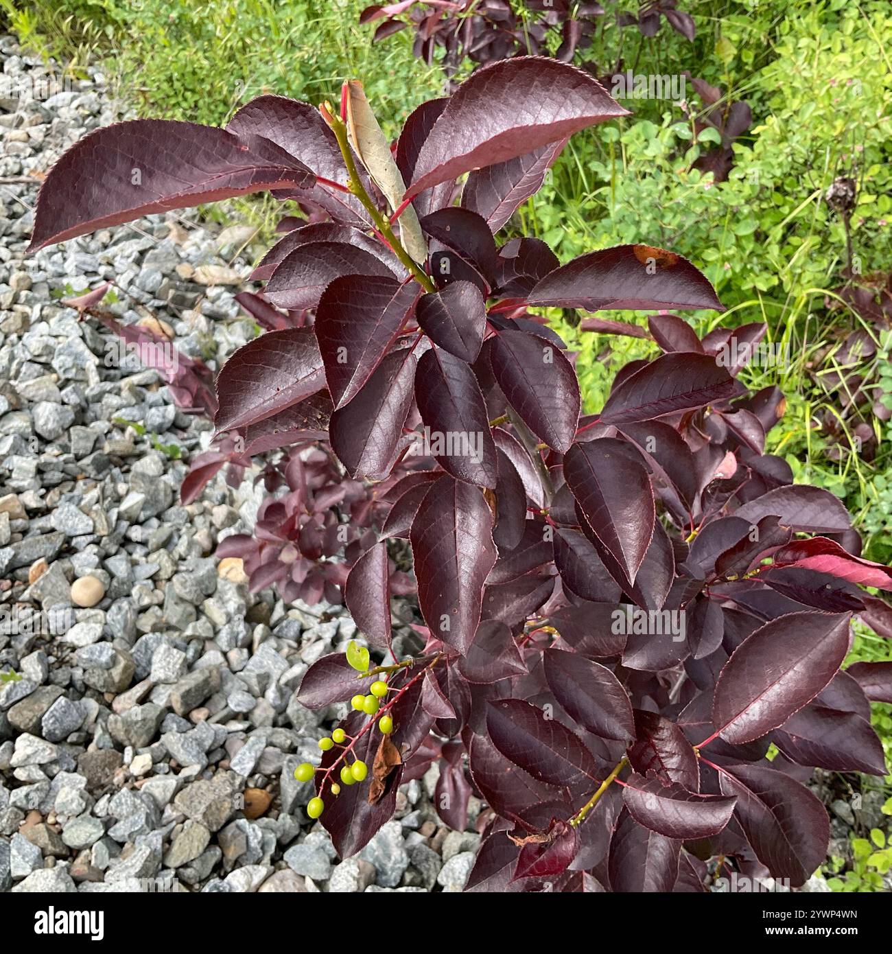 chokecherry (Prunus virginiana Stock Photo - Alamy