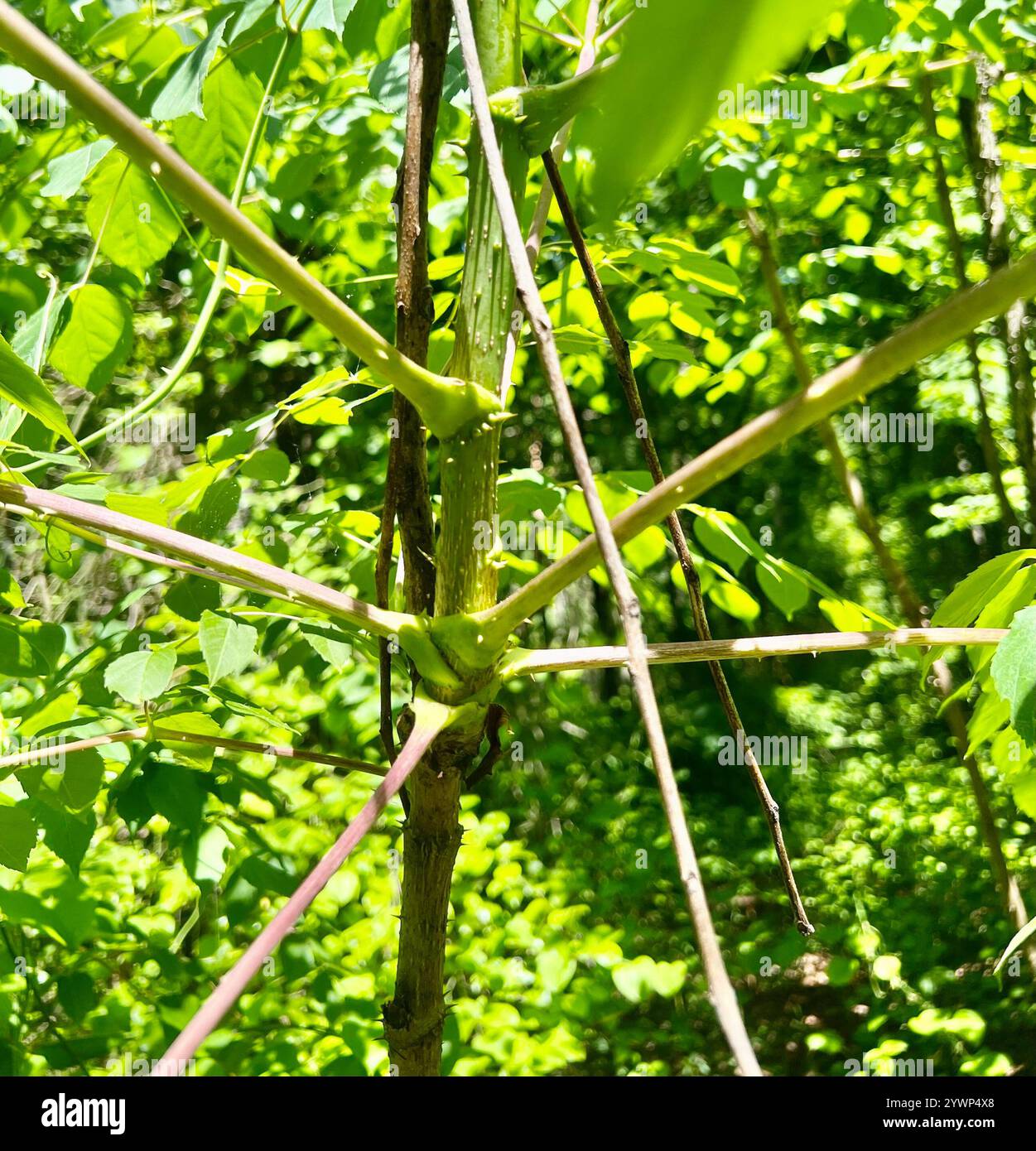 devil's walkingstick (Aralia spinosa Stock Photo - Alamy
